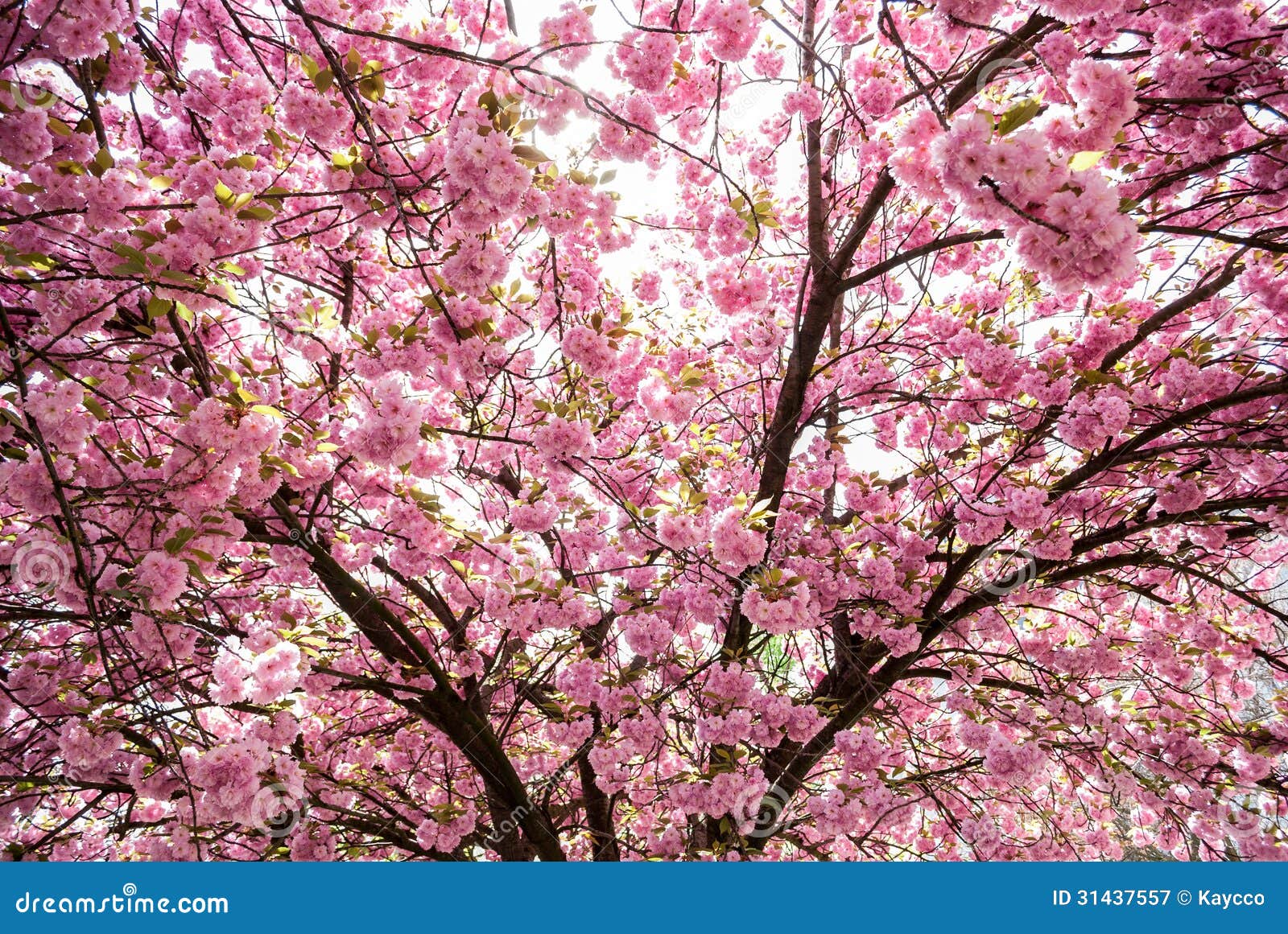 Prunus Serrulata - Boom stock afbeelding. Afbeelding bestaande uit roze ...