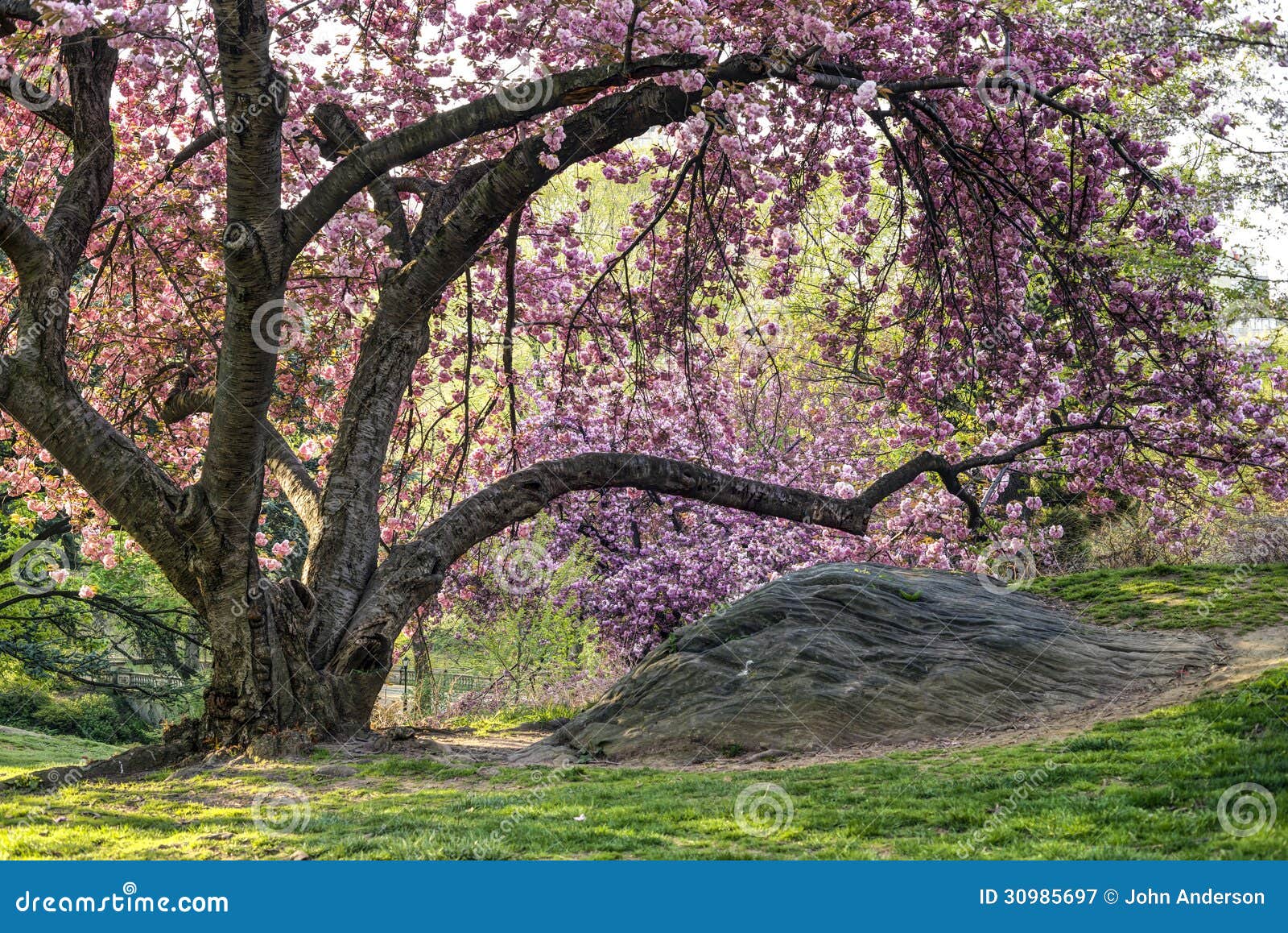 Prunus Serrulata; Japanische Kirsche; Stockbild - Bild von asiatisch ...