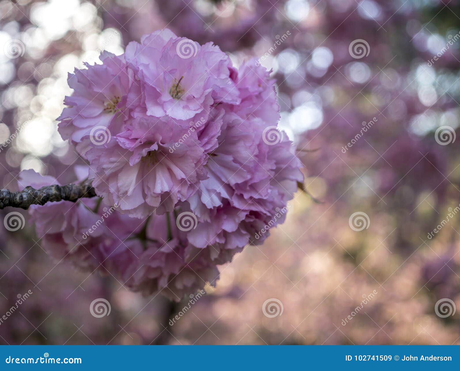 Prunus Serrulata Oder Japanische Kirsche Stockbild - Bild von york ...