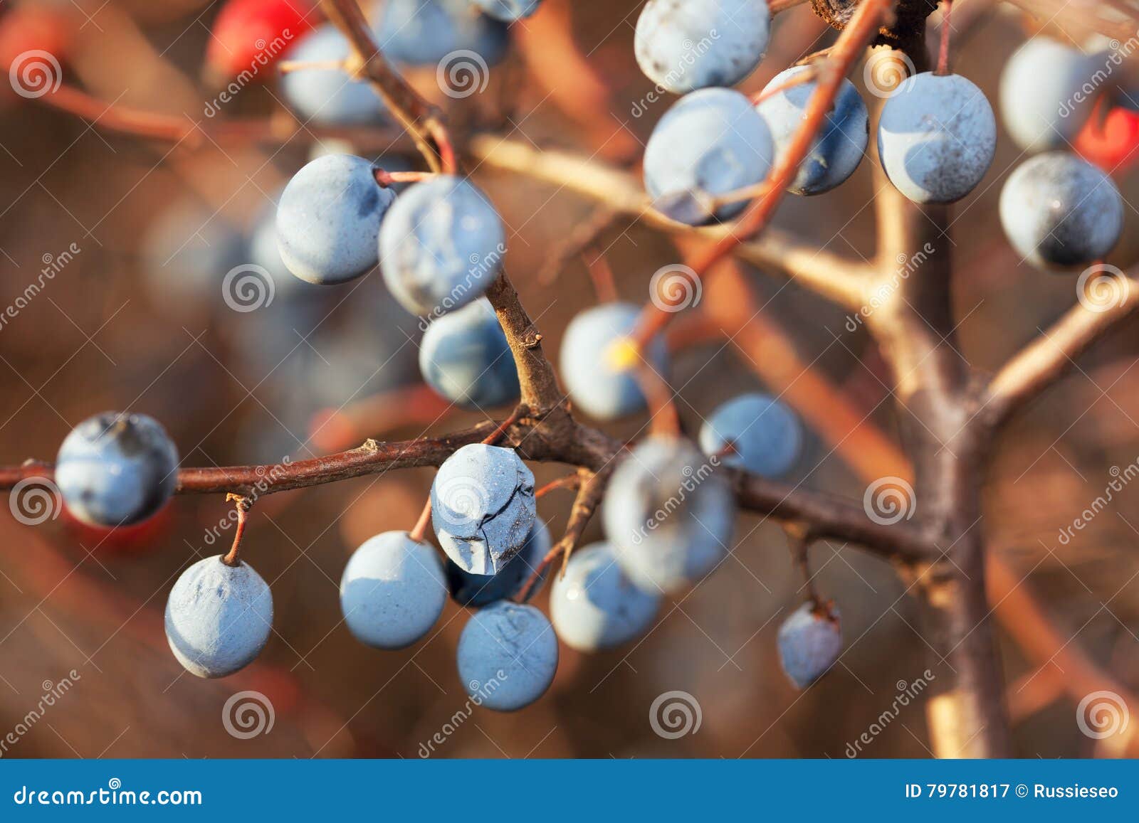 Prunus spinosa in autumn stock image. Image of branches - 79781817