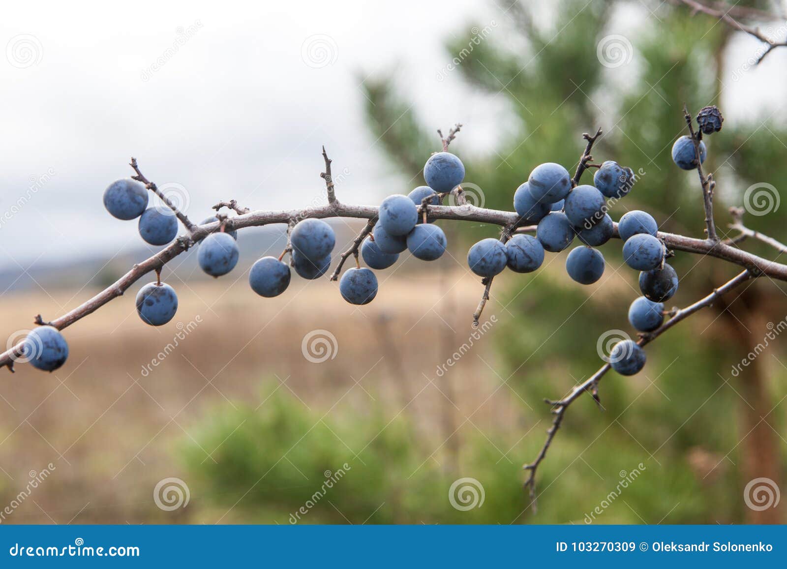 Prunus Spinosa, or Blackthorn Bush Stock Image - Image of damson ...
