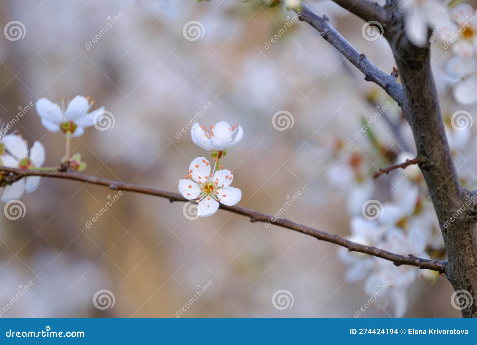 Prunus Spinosa or Blackthorn, Sloe Tree Blooming in the Springtime ...
