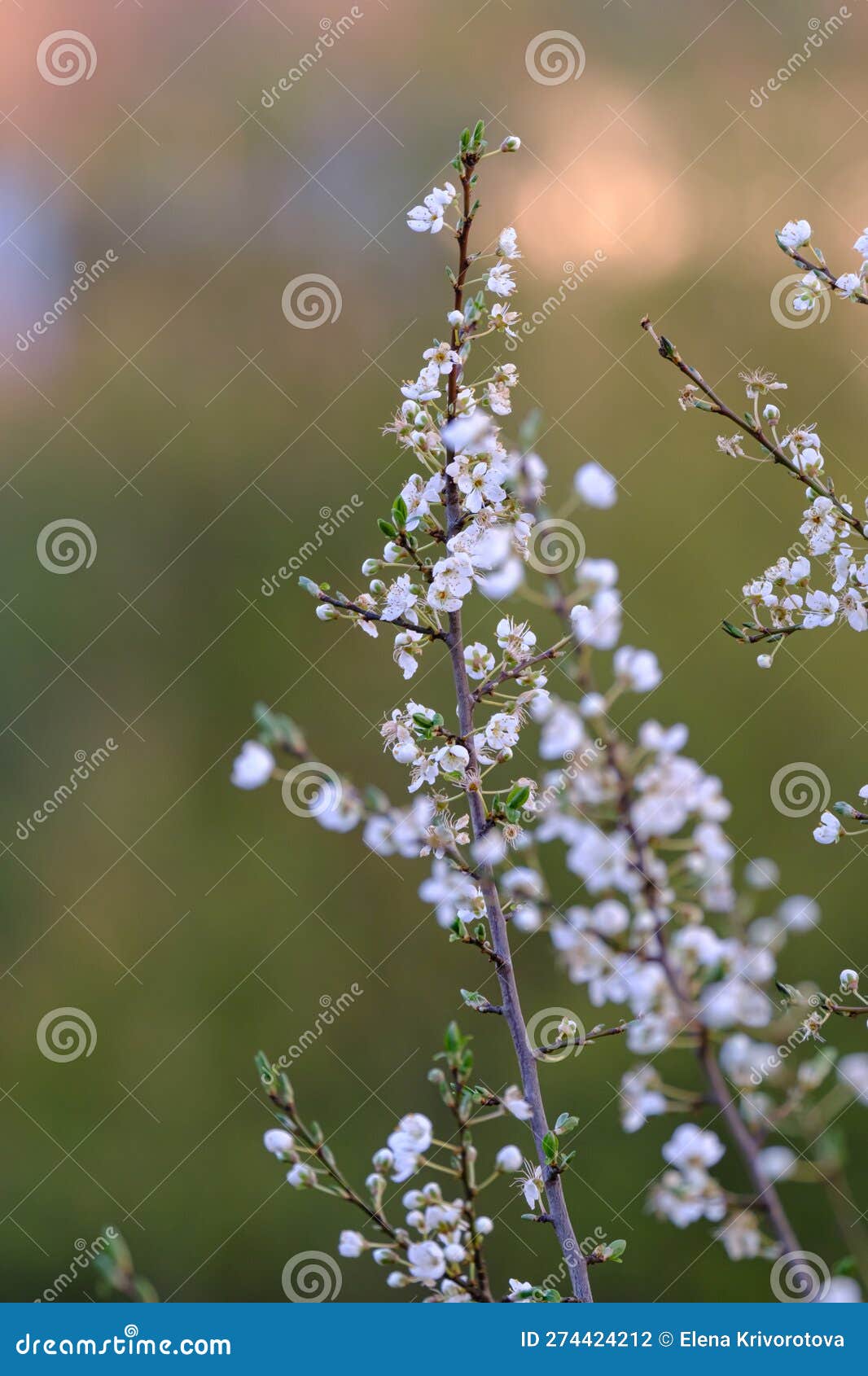 Prunus Spinosa or Blackthorn, Sloe Tree Blooming in the Springtime ...