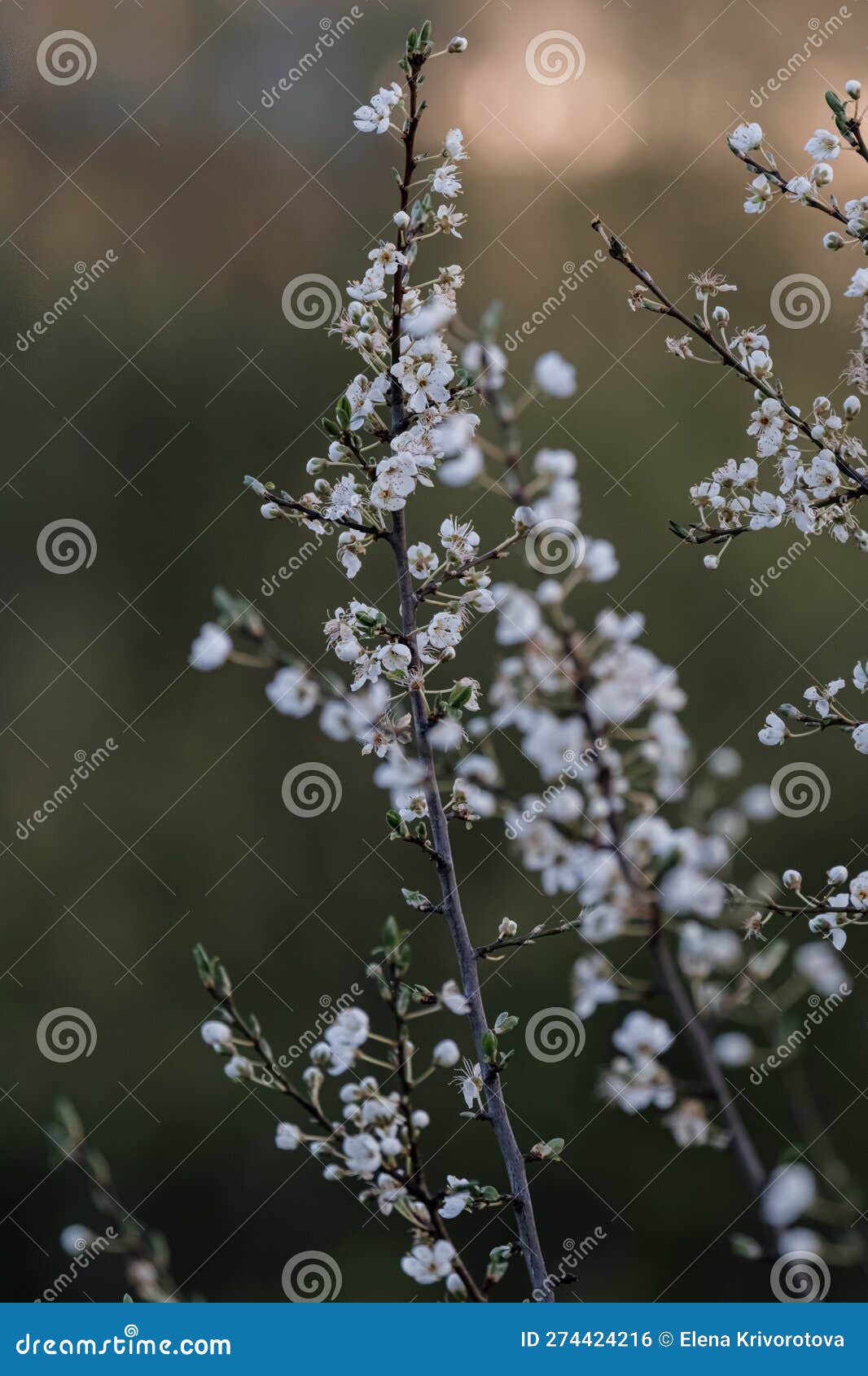 Prunus Spinosa or Blackthorn, Sloe Tree Blooming in the Springtime ...