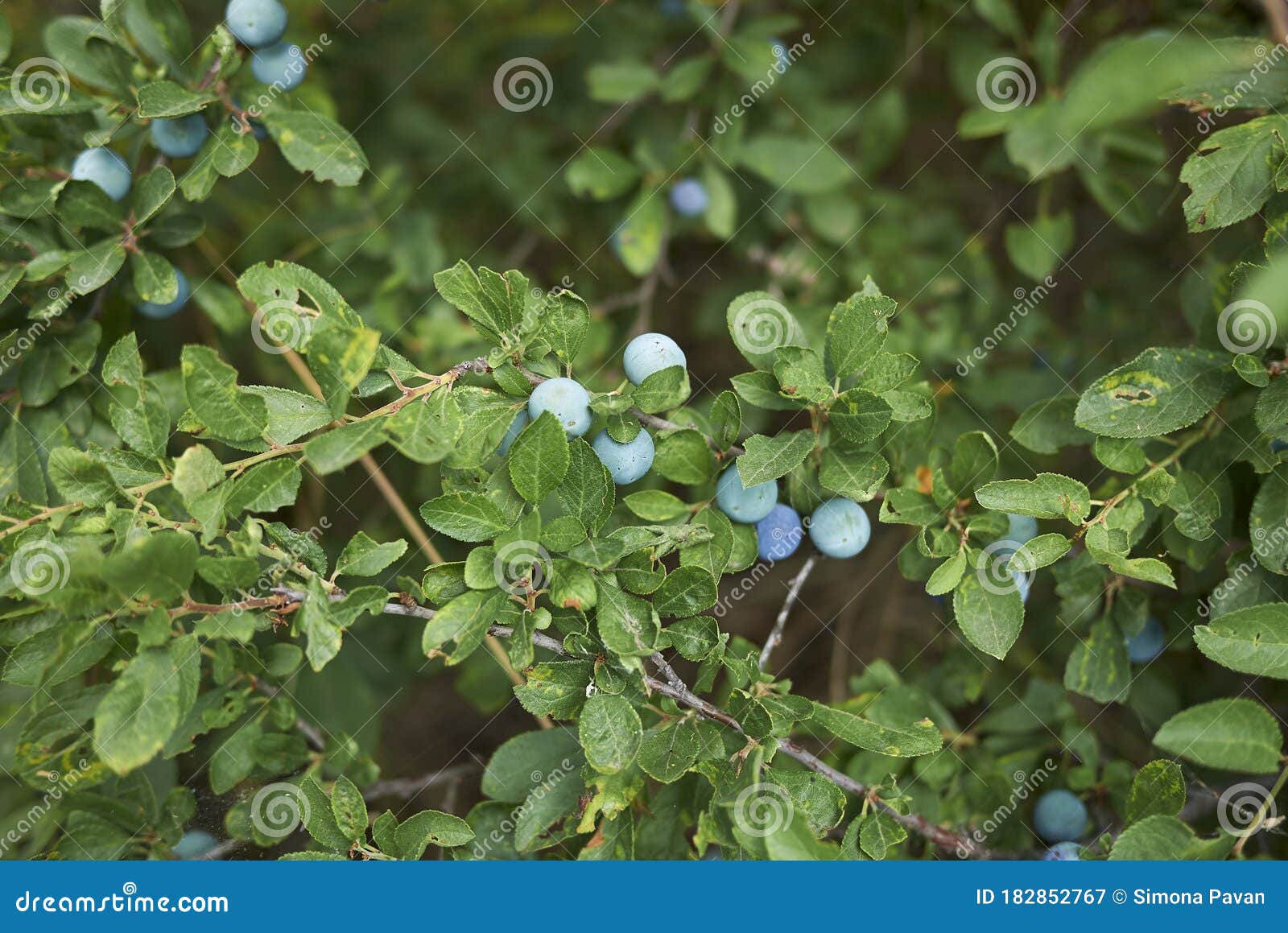 Blue Fruit of Prunus Spinosa Shrub Stock Image - Image of botany ...