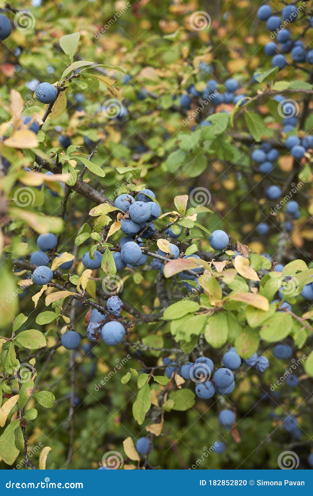 Blue Fruit of Prunus Spinosa Shrub Stock Photo - Image of edible ...