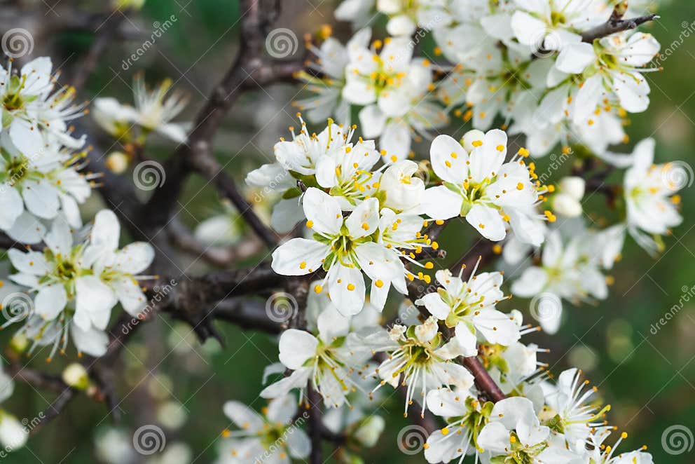 Prunus Spinosa White Floers Stock Image - Image of petal, green: 177384507