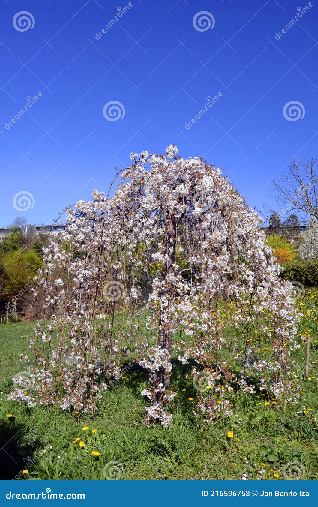Prunus Subhirtella `Pendula` in Flower Stock Photo - Image of beautiful ...