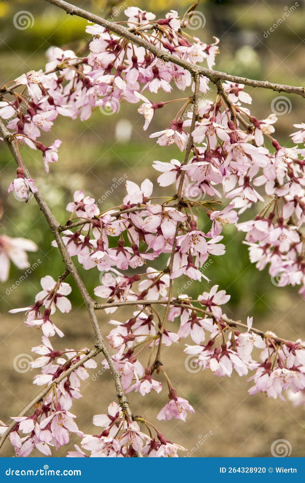 Prunus Subhirtella Pendula Rubra Stock Photo - Image of flowers ...