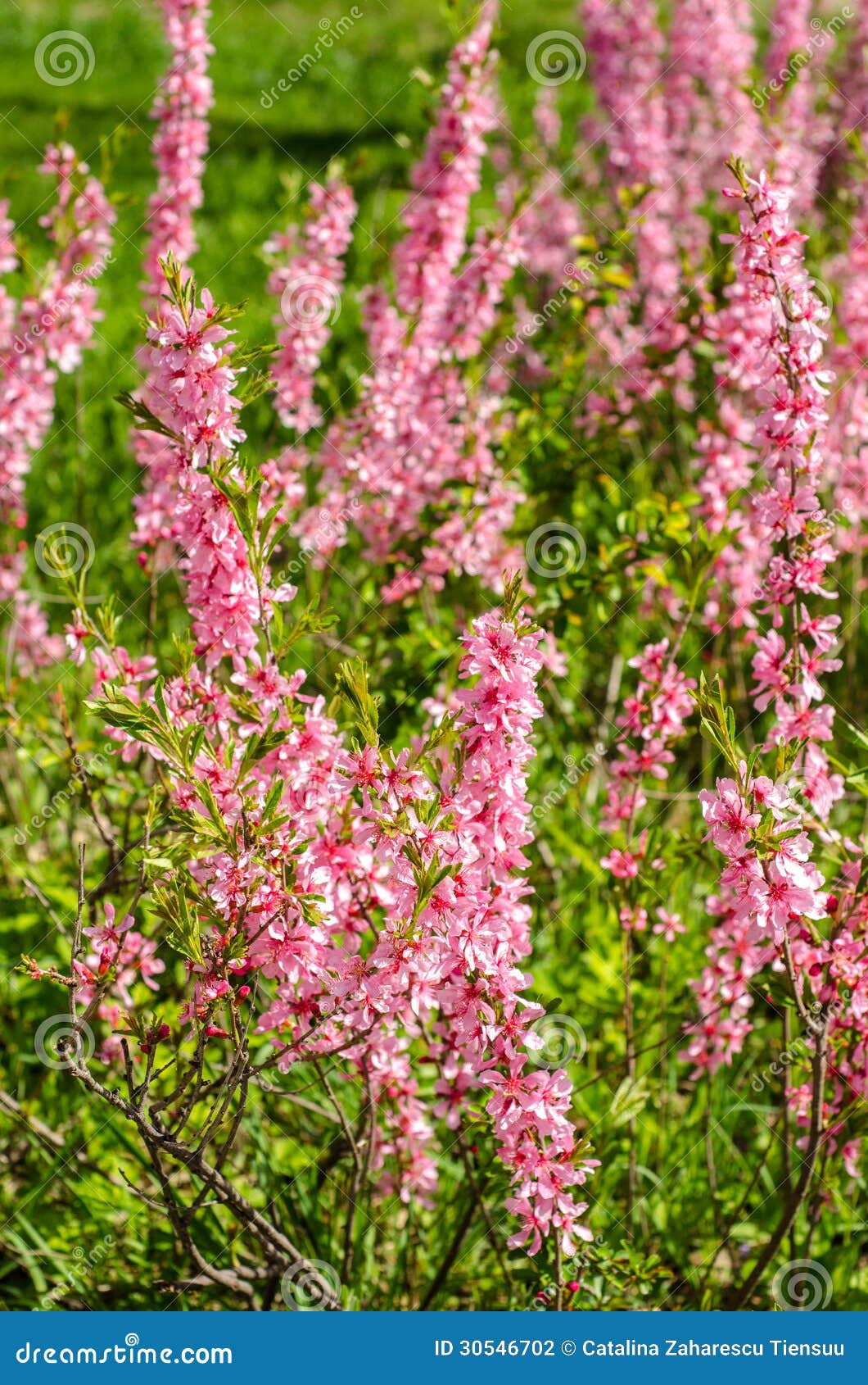 Prunus Tenella Dwarf Russian Almond Pink Flowers In Bloom, Beautiful ...