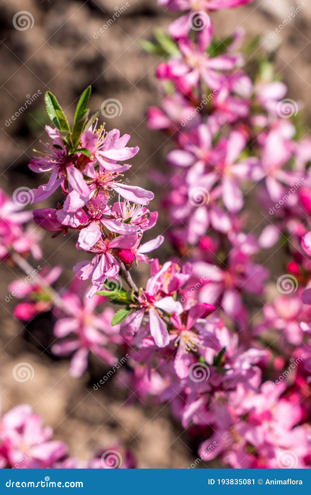 Prunus Tenella Dwarf Russian Almond Pink Flowers In Bloom, Beautiful ...