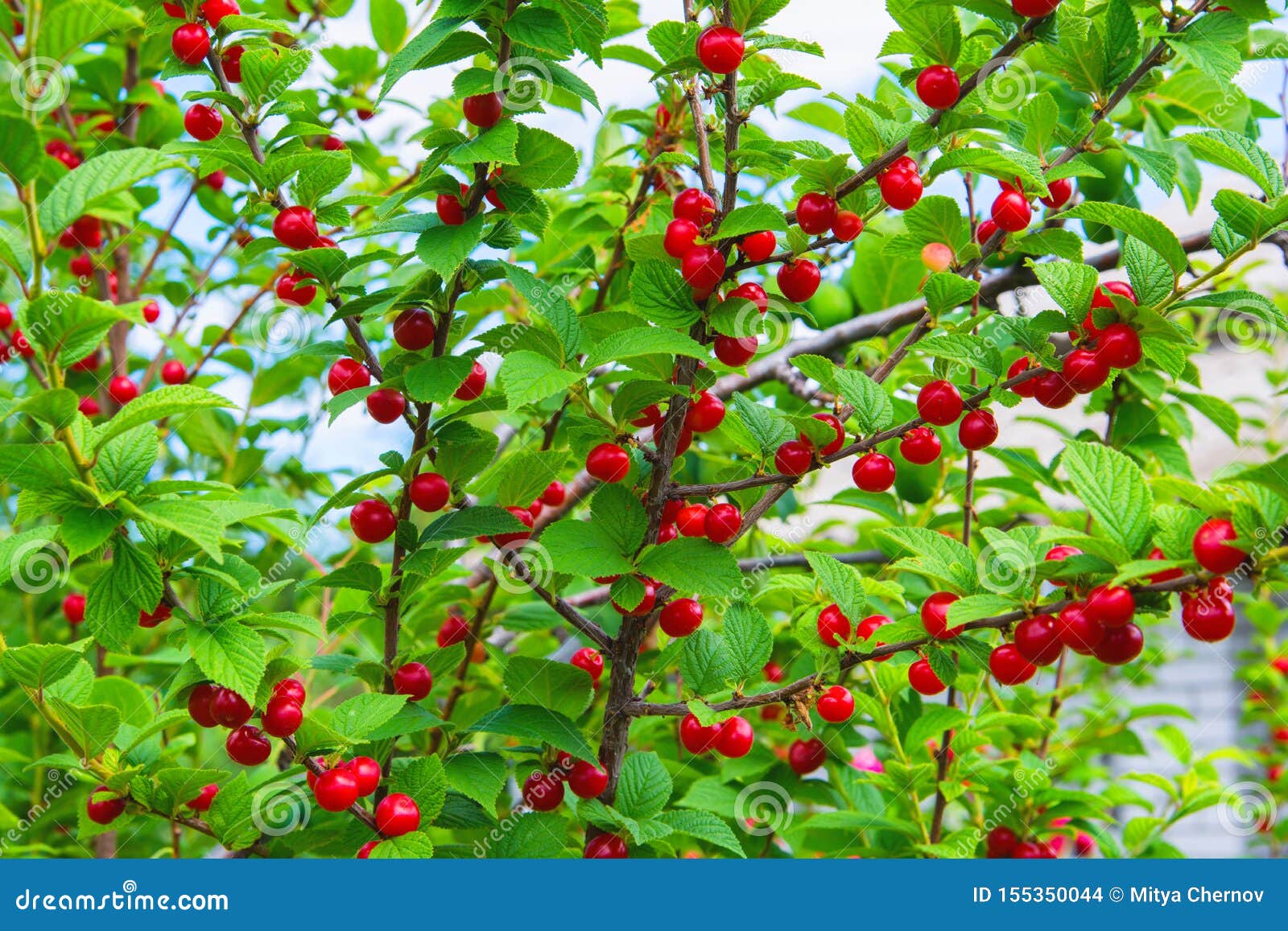 Cherries Hanging On A Cherry Tree Branch Red Cherries On The Tree