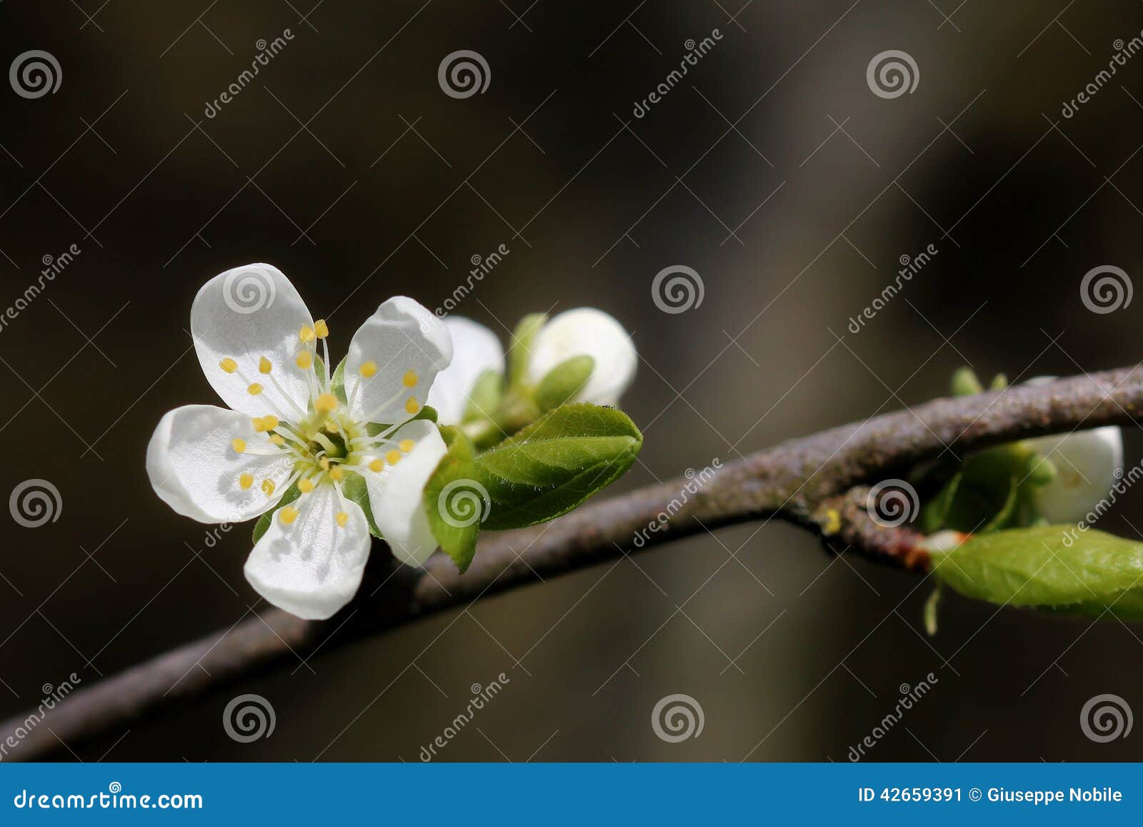 Prunus - White flowers stock image. Image of flora, garden - 42659391