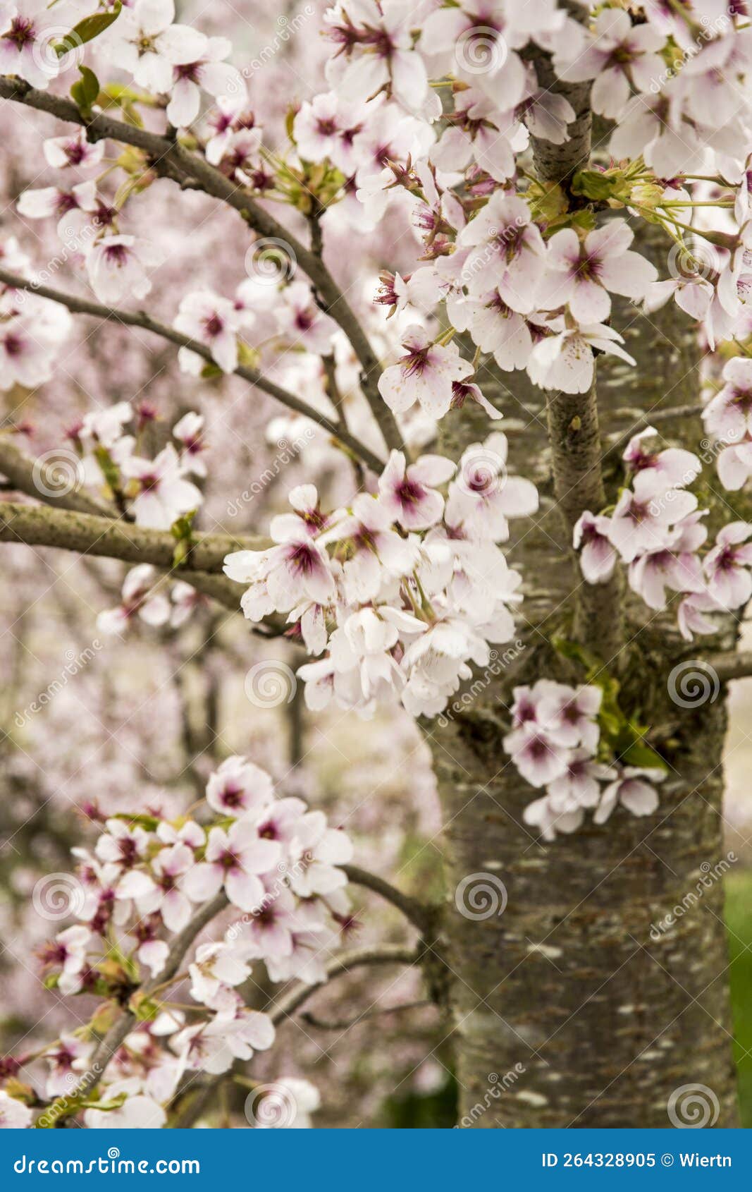 Close Up of the Ornamental Tree Prunus X Yedoensis Stock Image - Image ...