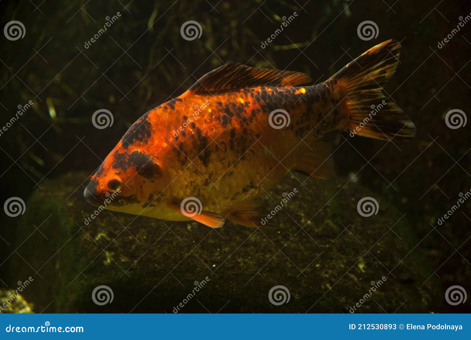 Carassius Gibelio, Prussian Carp Or Gibel Carp, Wide-spread And Very ...