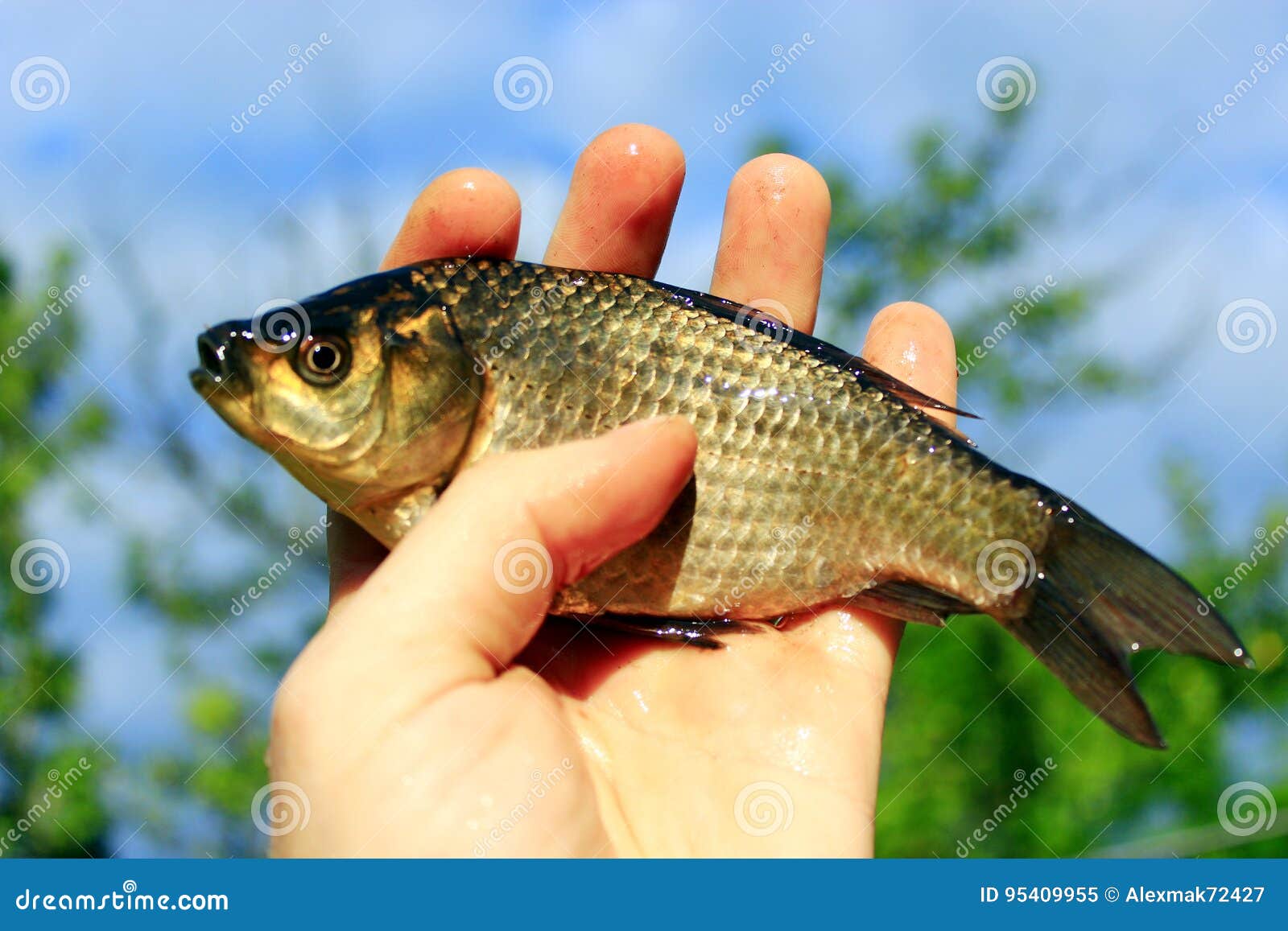 Prussian Carp (Carassius Gibelio). Stock Photography | CartoonDealer ...