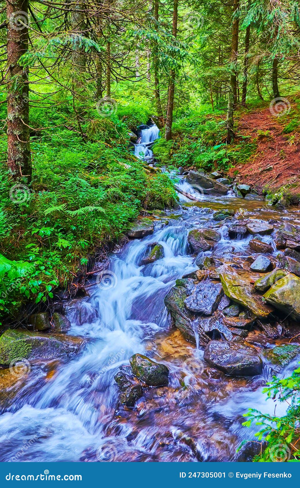 The Prut River in Larch Forest, Mount Hoverla, Ukraine Stock Image ...
