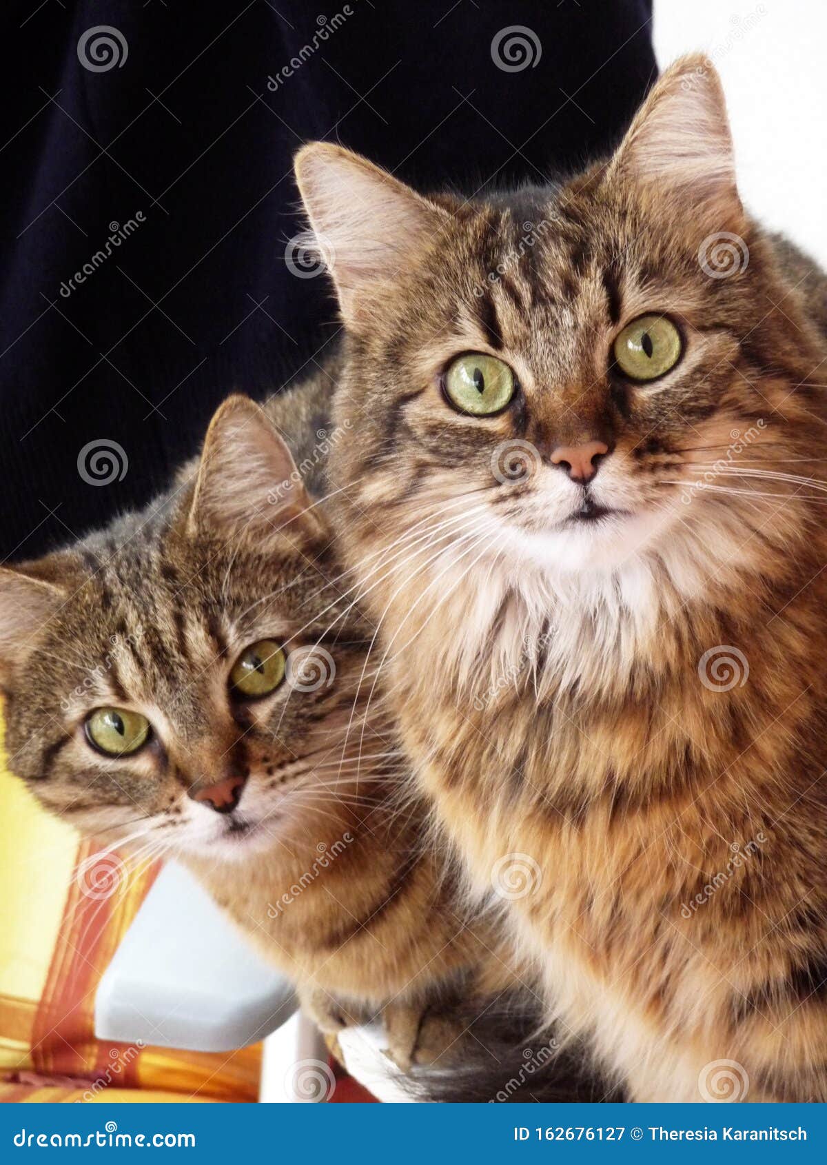 Prying cats stock image. Image of green, coat, striped - 162676127