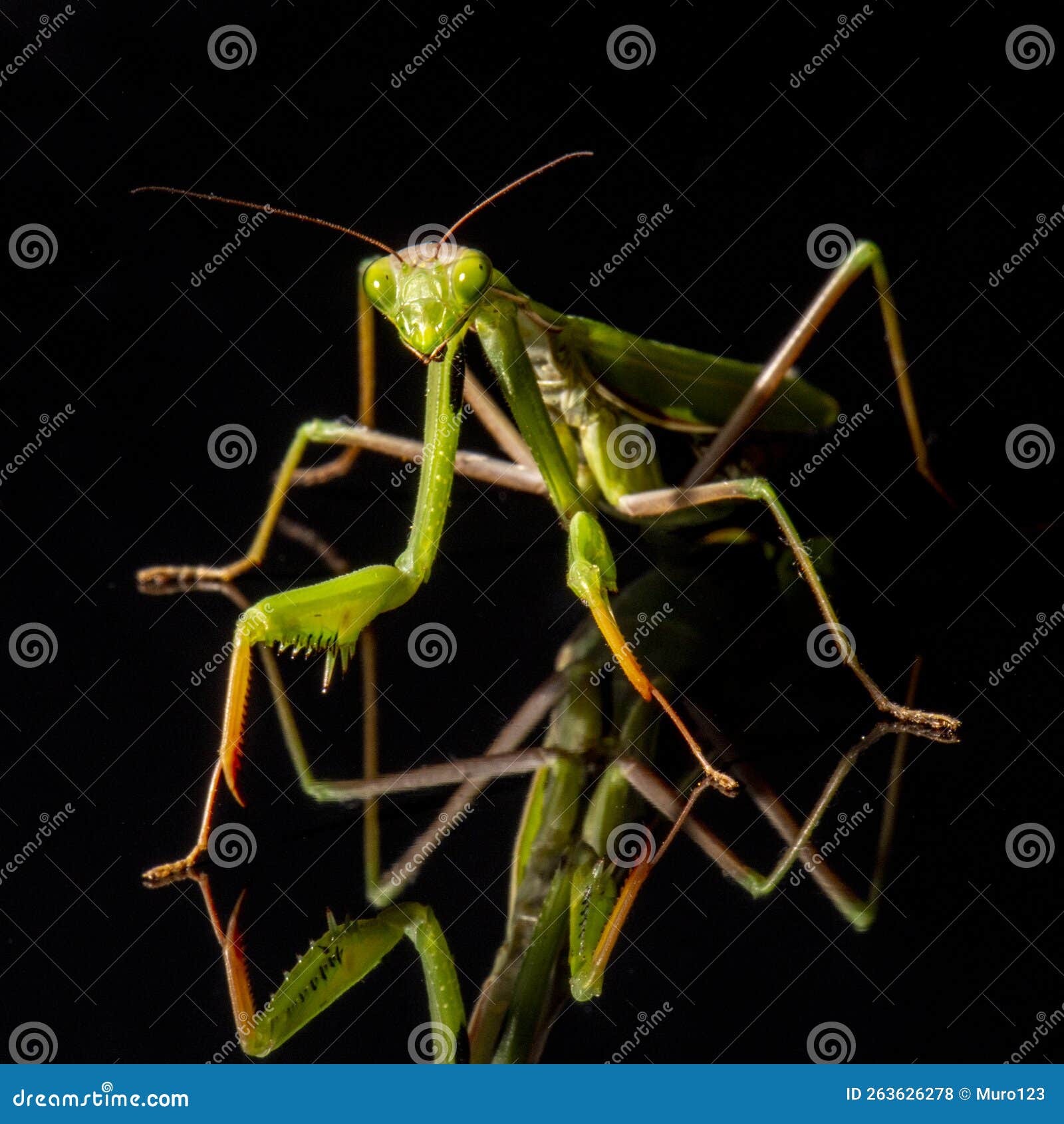 Praying Mantis Isolated on Black Background Stock Photo - Image of ...
