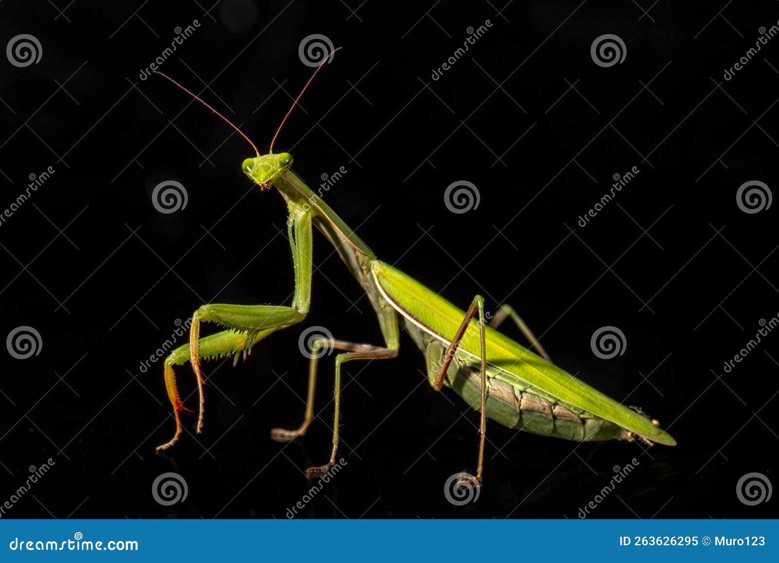 Praying Mantis Isolated on Black Background Stock Image - Image of ...