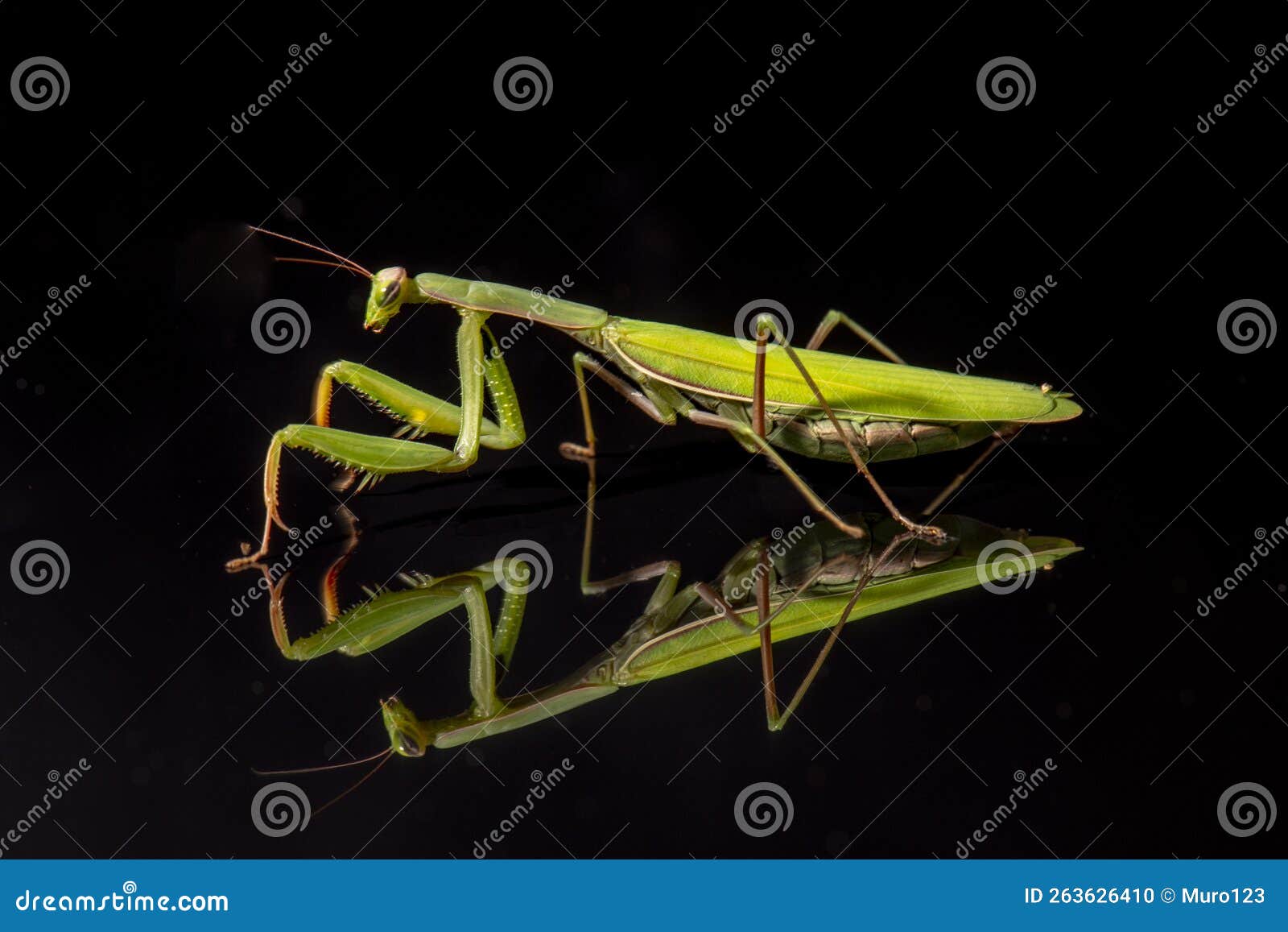 Prying Mantis Isolated on Black Background Stock Photo - Image of ...