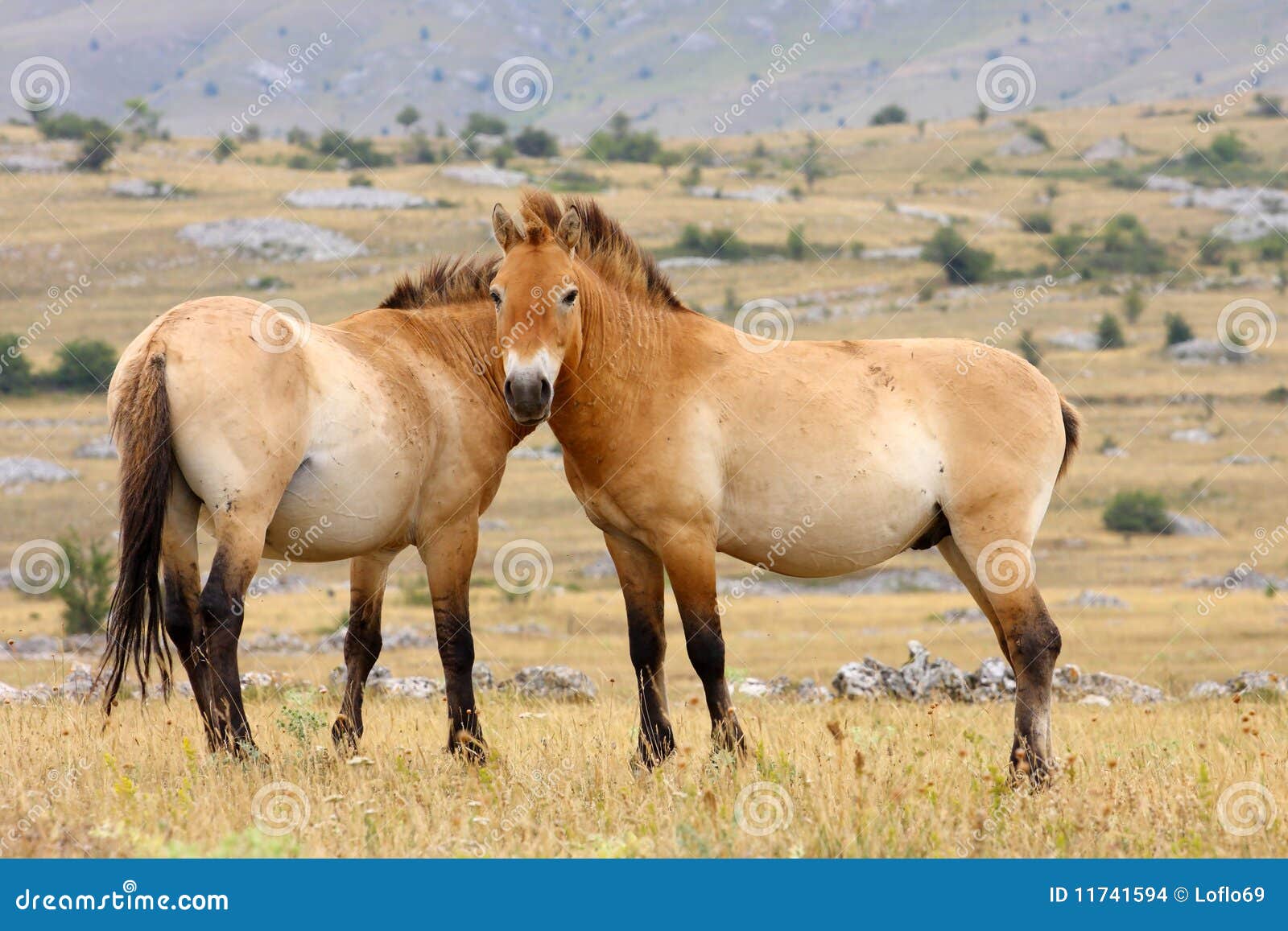 Przewalski horses stock photo. Image of endangered, grassland - 11741594