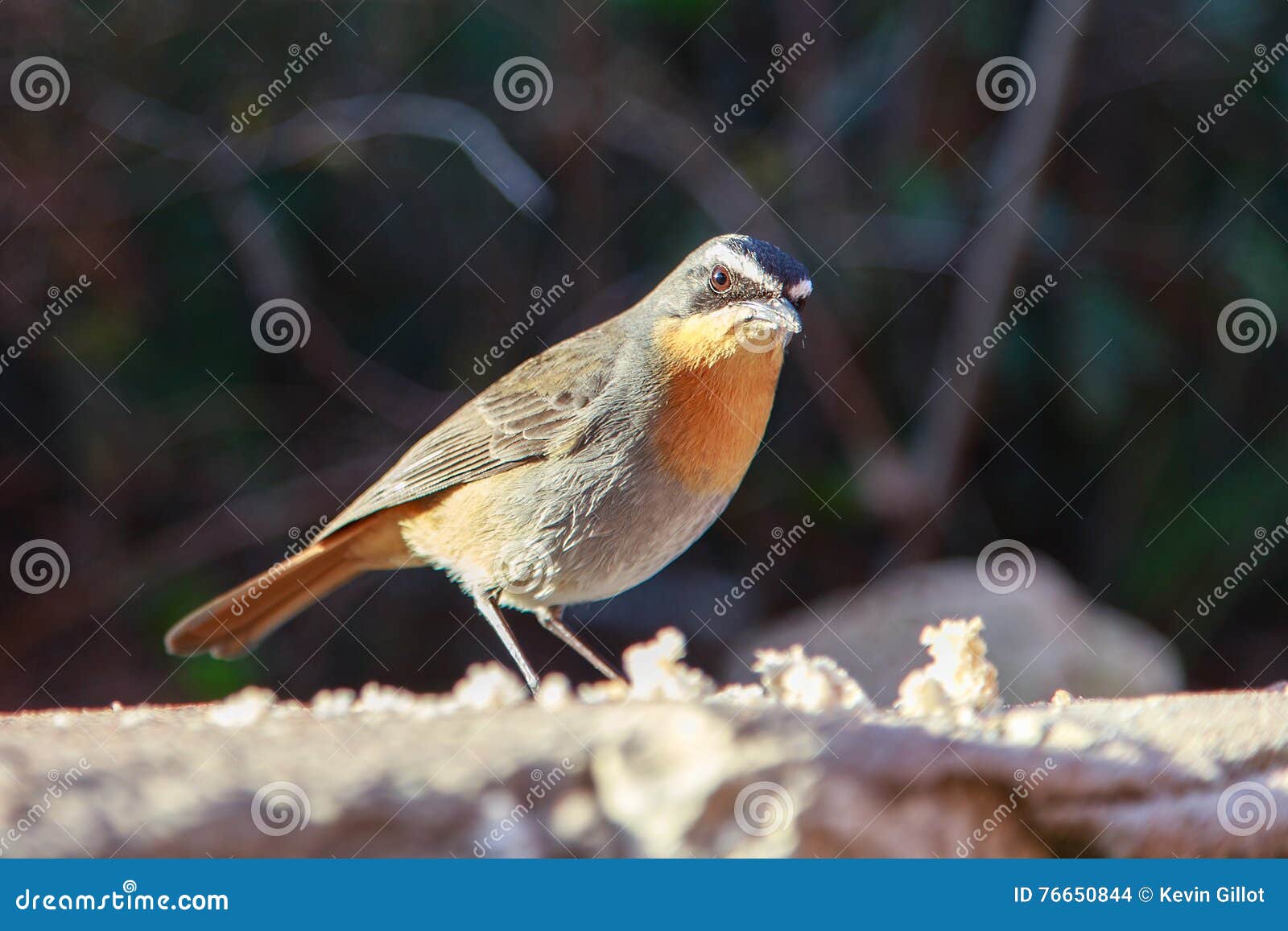 Przylądka rudzika gadka zdjęcie stock. Obraz złożonej z charcica - 76650844