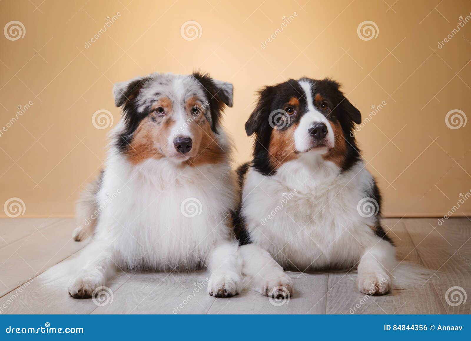 Psa Trakenu Australijska Baca, Aussie, Zdjęcie Stock - Obraz złożonej z ...