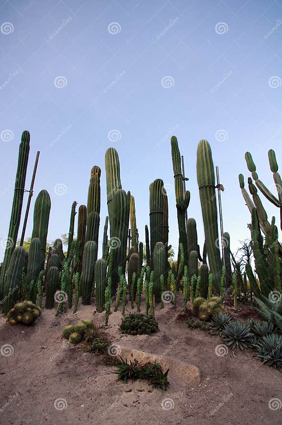 Psammophyte editorial image. Image of psammophyte, tropic - 30486850