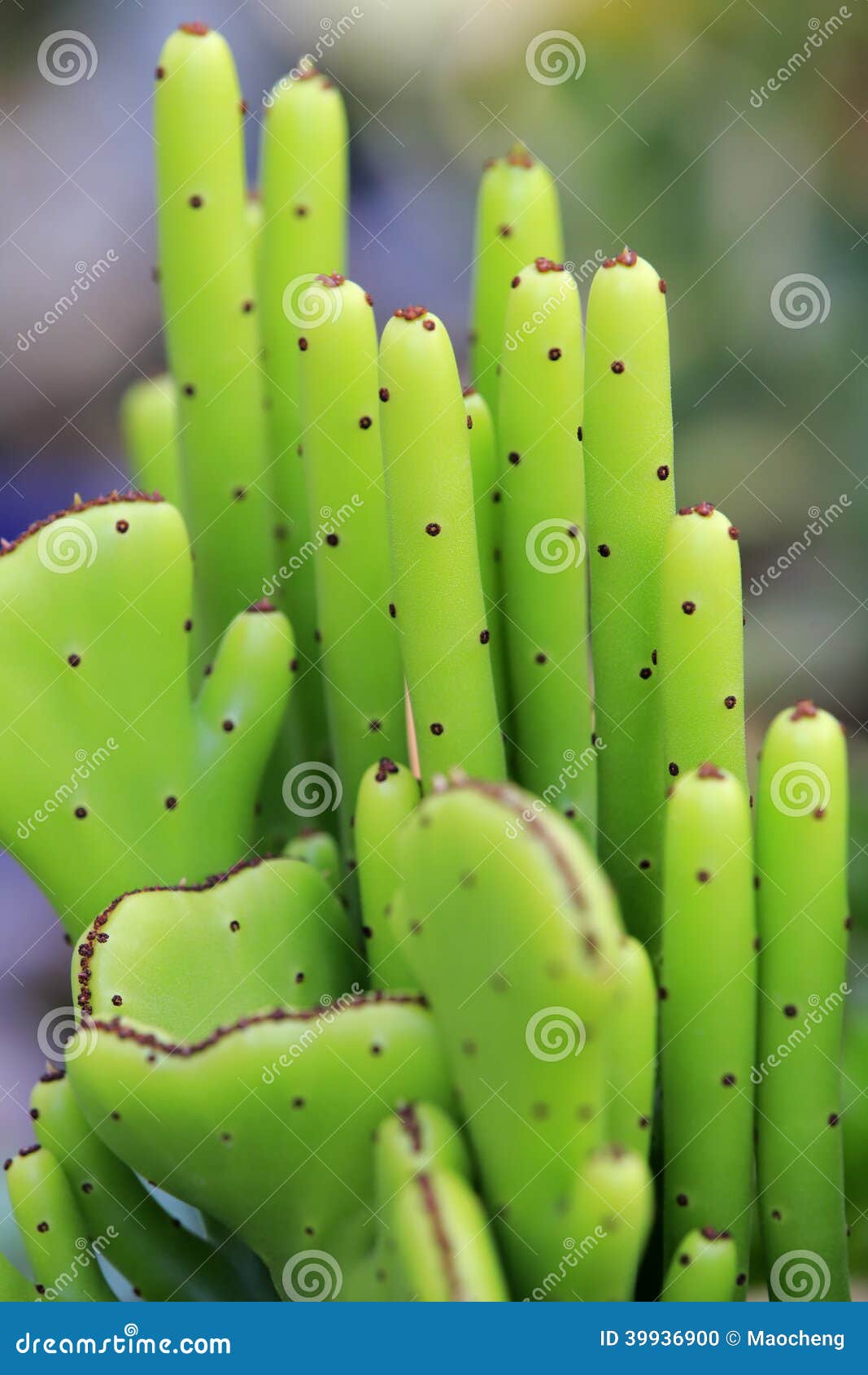 Psammophytes species stock photo. Image of needle, desert - 39936900