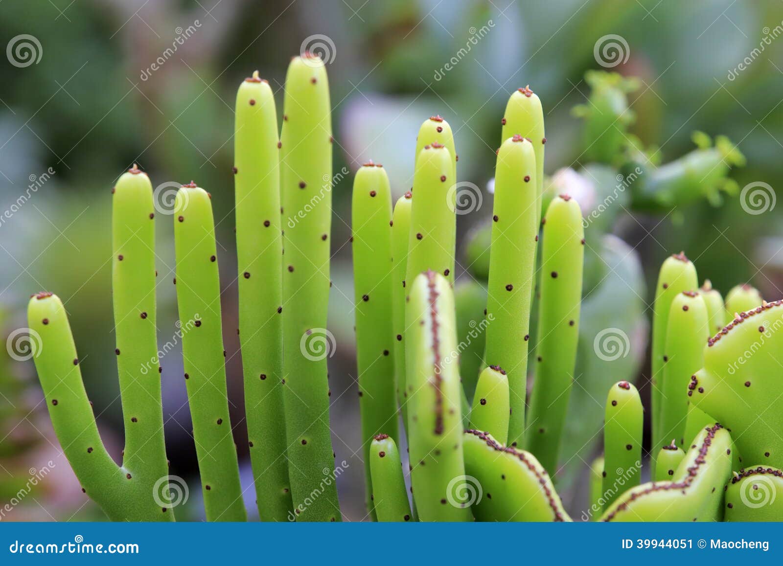 The psammophytes species stock image. Image of bristle - 39944051