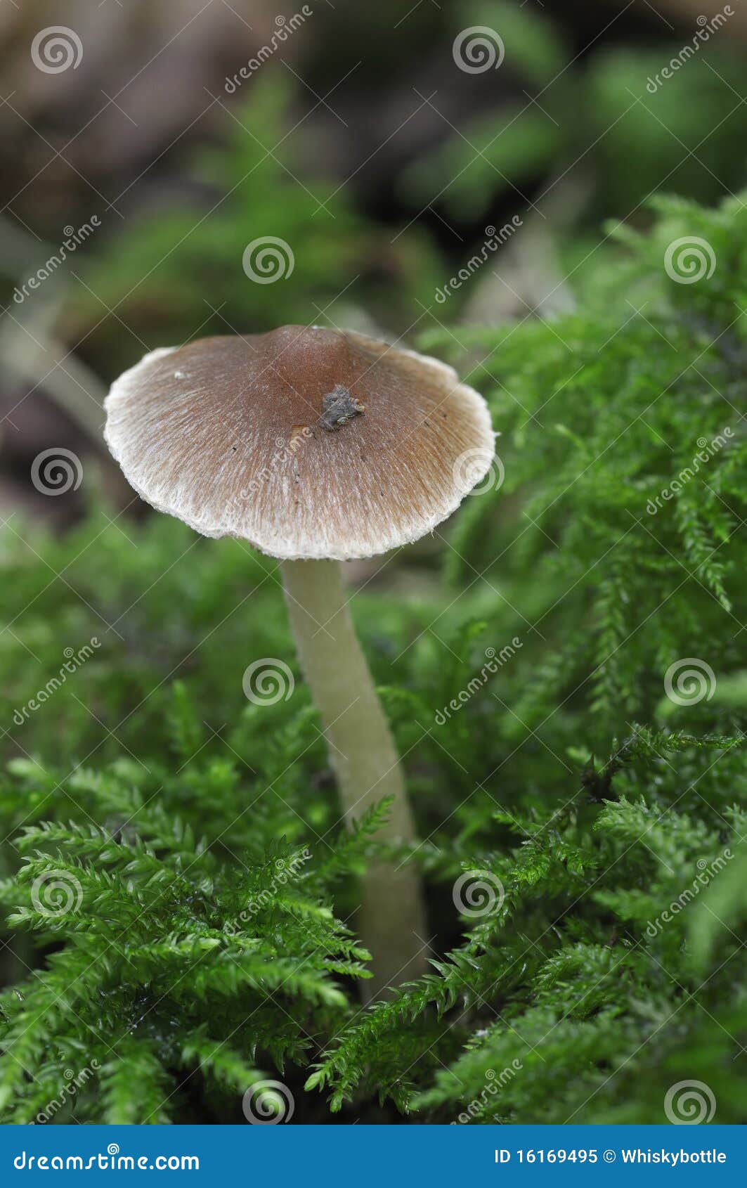 Psathyrella Fungus stock image. Image of brown, fungus - 16169495