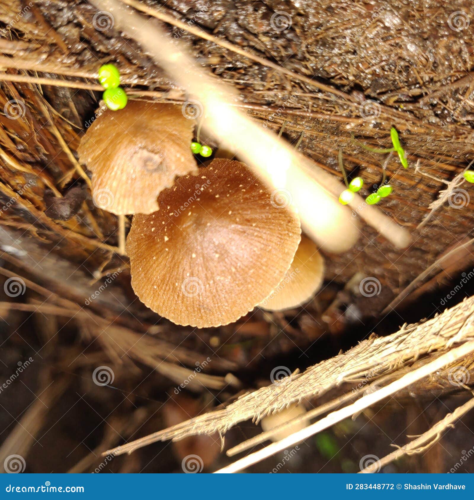Psathyrella is a Large Genus of about 400 Species Stock Photo - Image ...