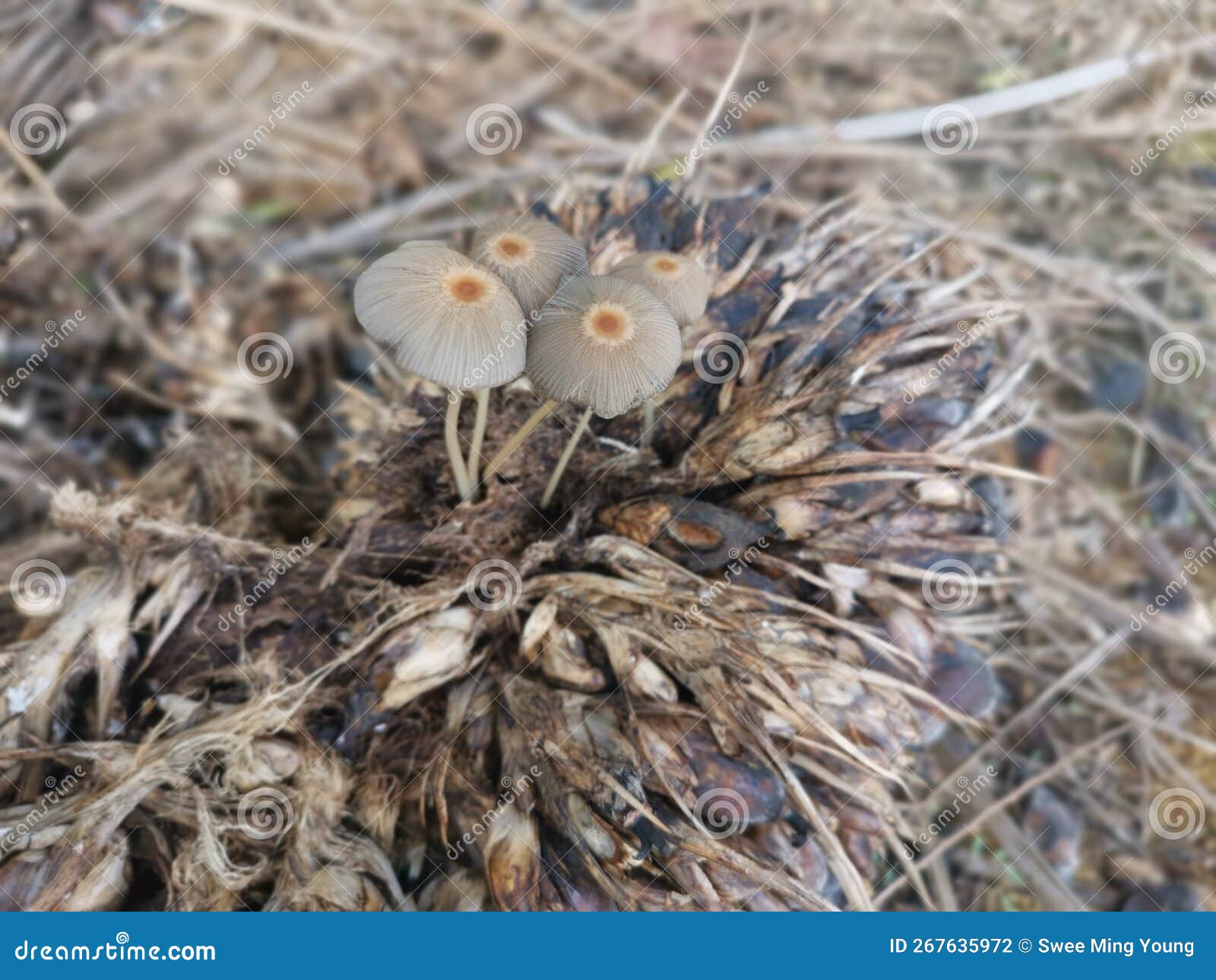 Psathyrellaceae Mushrooms Sprouting Out from the Ground Stock Photo ...