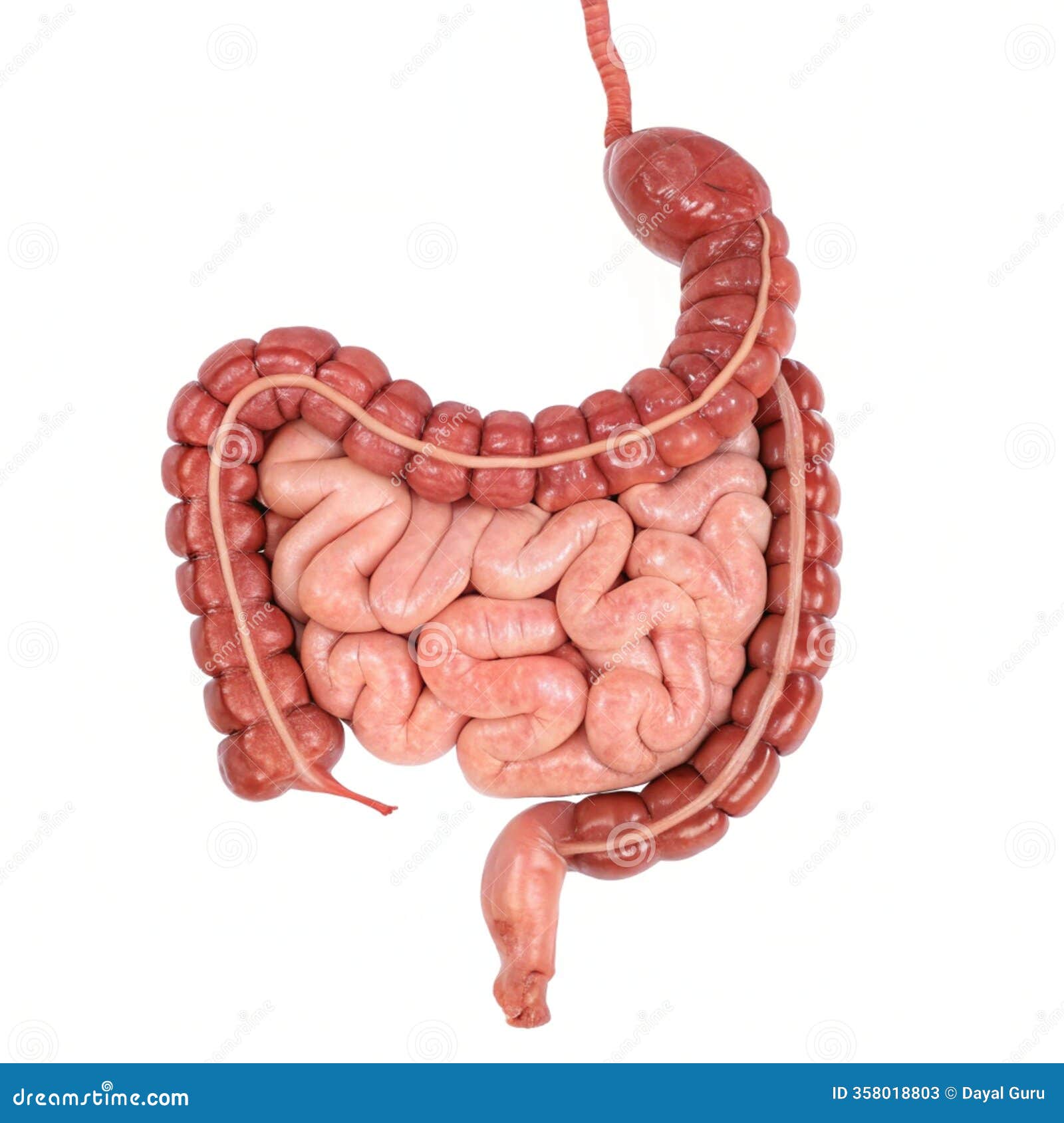PSD Gut on Transparent Background Stock Illustration - Illustration of ...