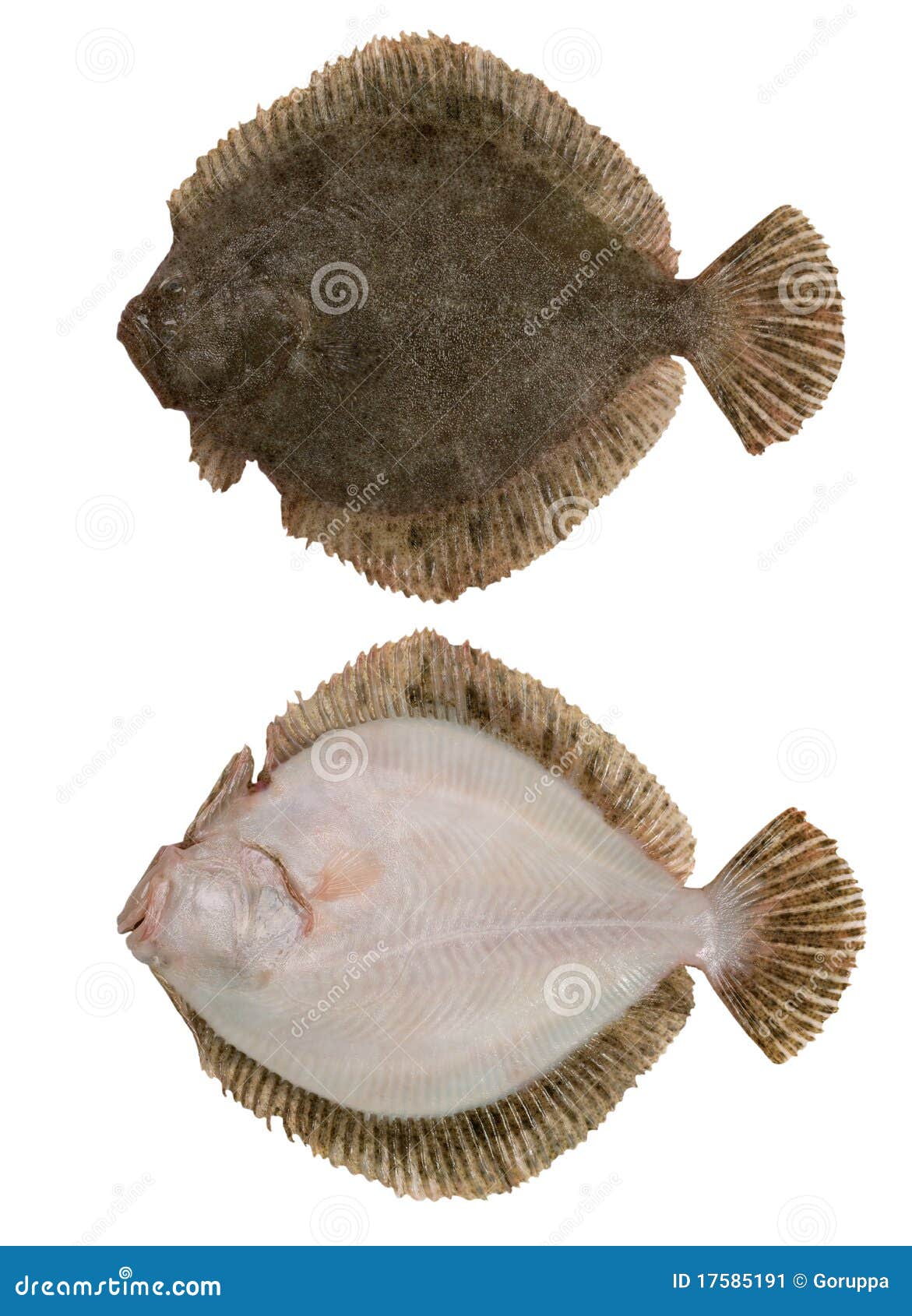 Psetta maxima stock image. Image of seafood, scophthalmidae - 17585191
