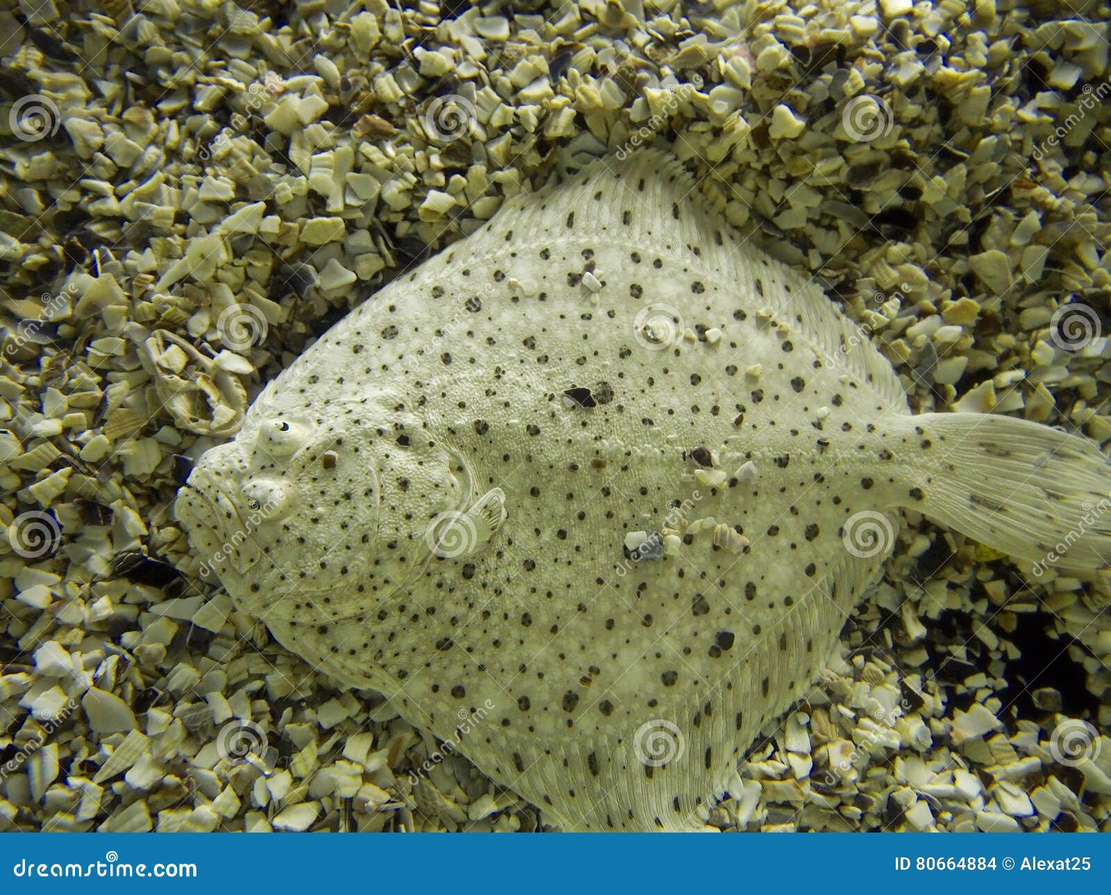 Psetta maxima stock photo. Image of fish, skin, profile - 80664884