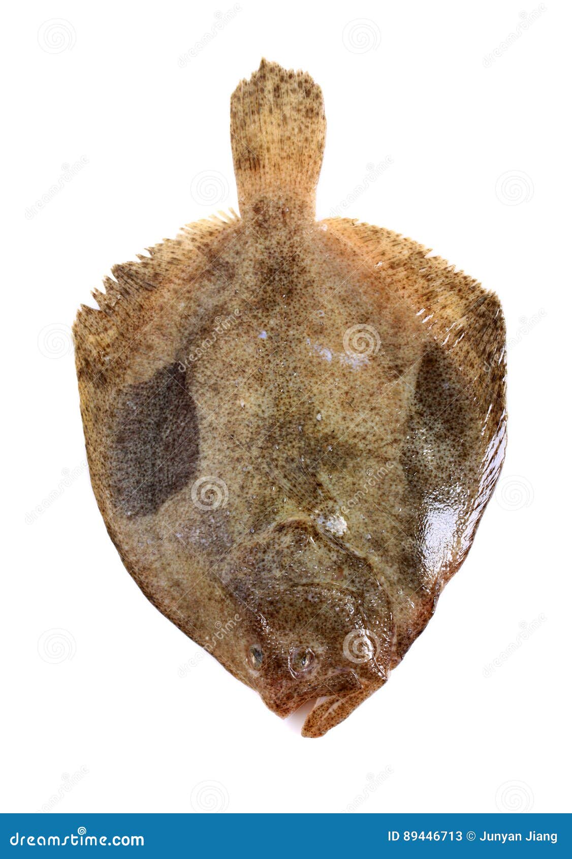 Psetta maxima Turbot Fish stock image. Image of psetta - 89446713
