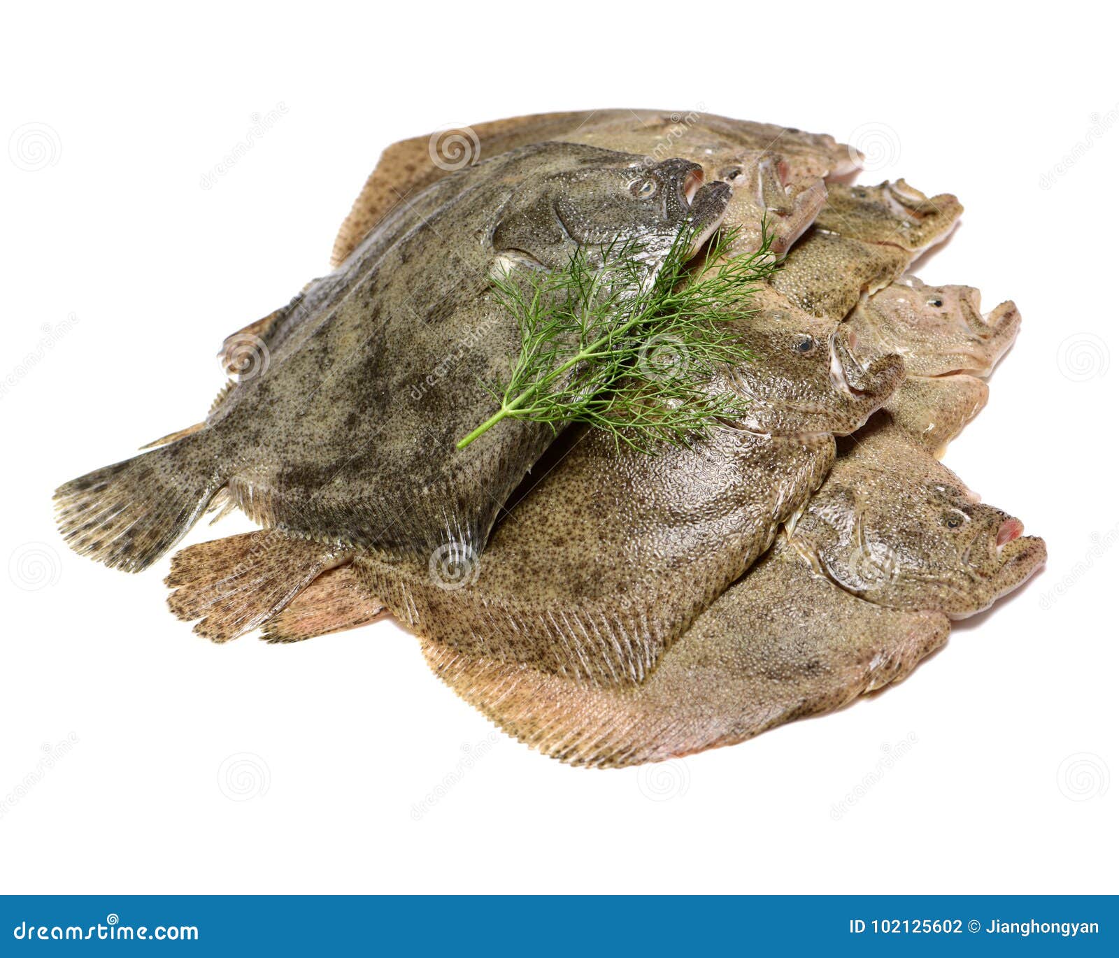 Psetta maxima Turbot Fish stock photo. Image of food - 102125602