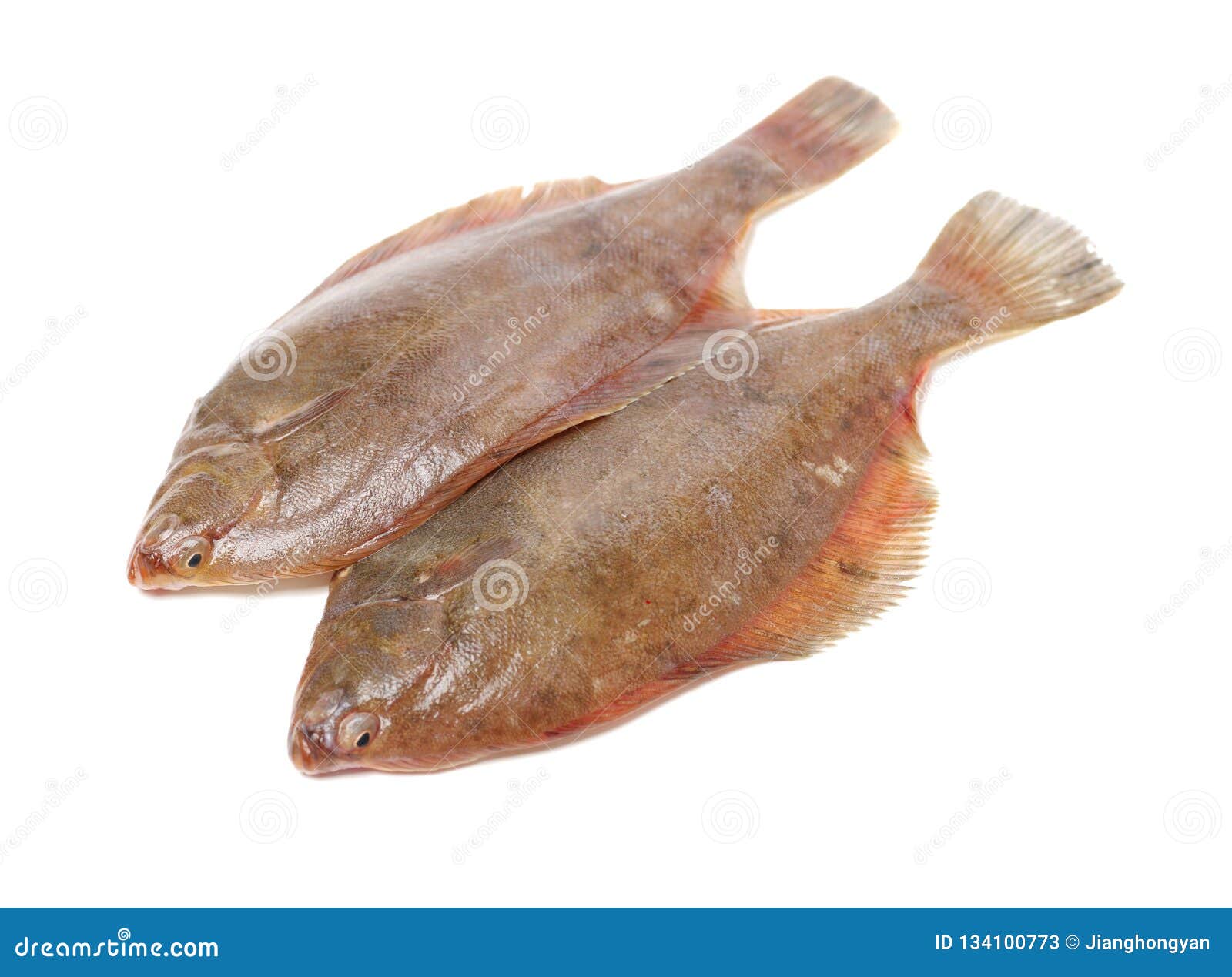 Psetta maxima Turbot Fish stock image. Image of psetta - 134100773
