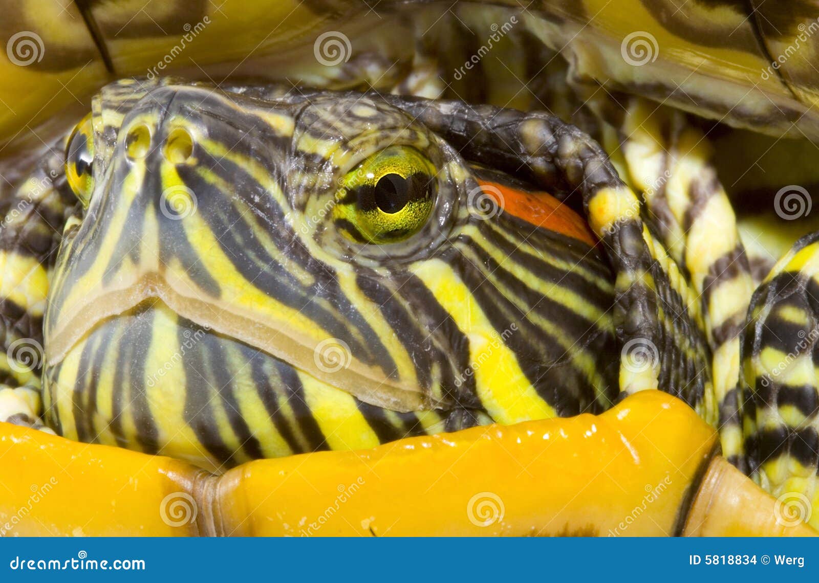 Pseudemys scripta elegans stock photo. Image of slow, tortoise - 5818834