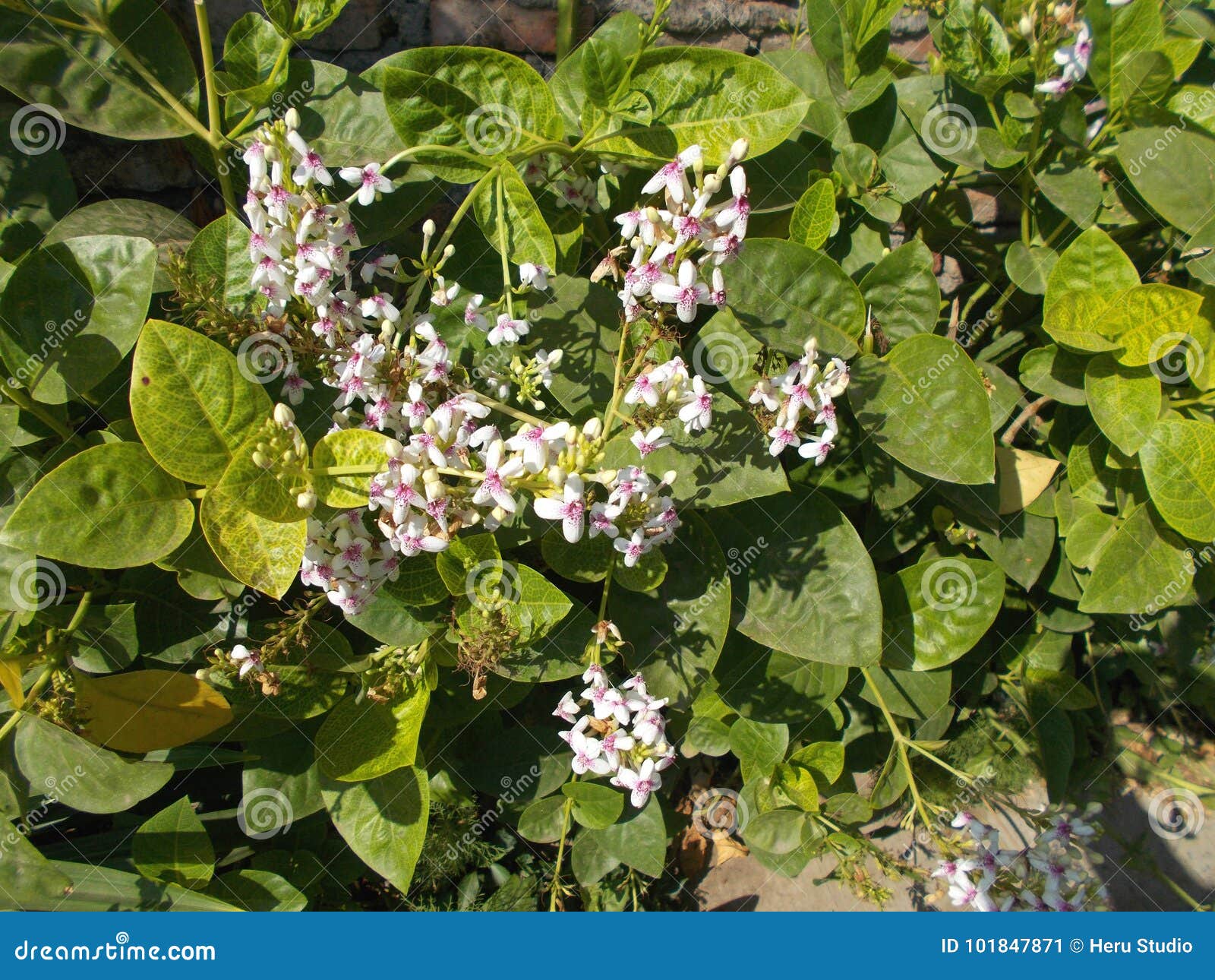 Pseuderanthemum Reticulatum Flower, Closeups. Stock Image - Image of ...