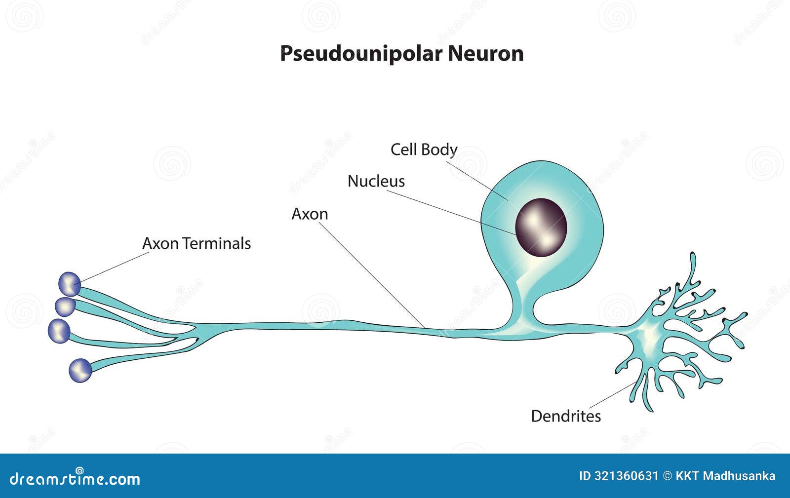 Pseudounipolar neuron stock vector. Illustration of pseudounipolar ...