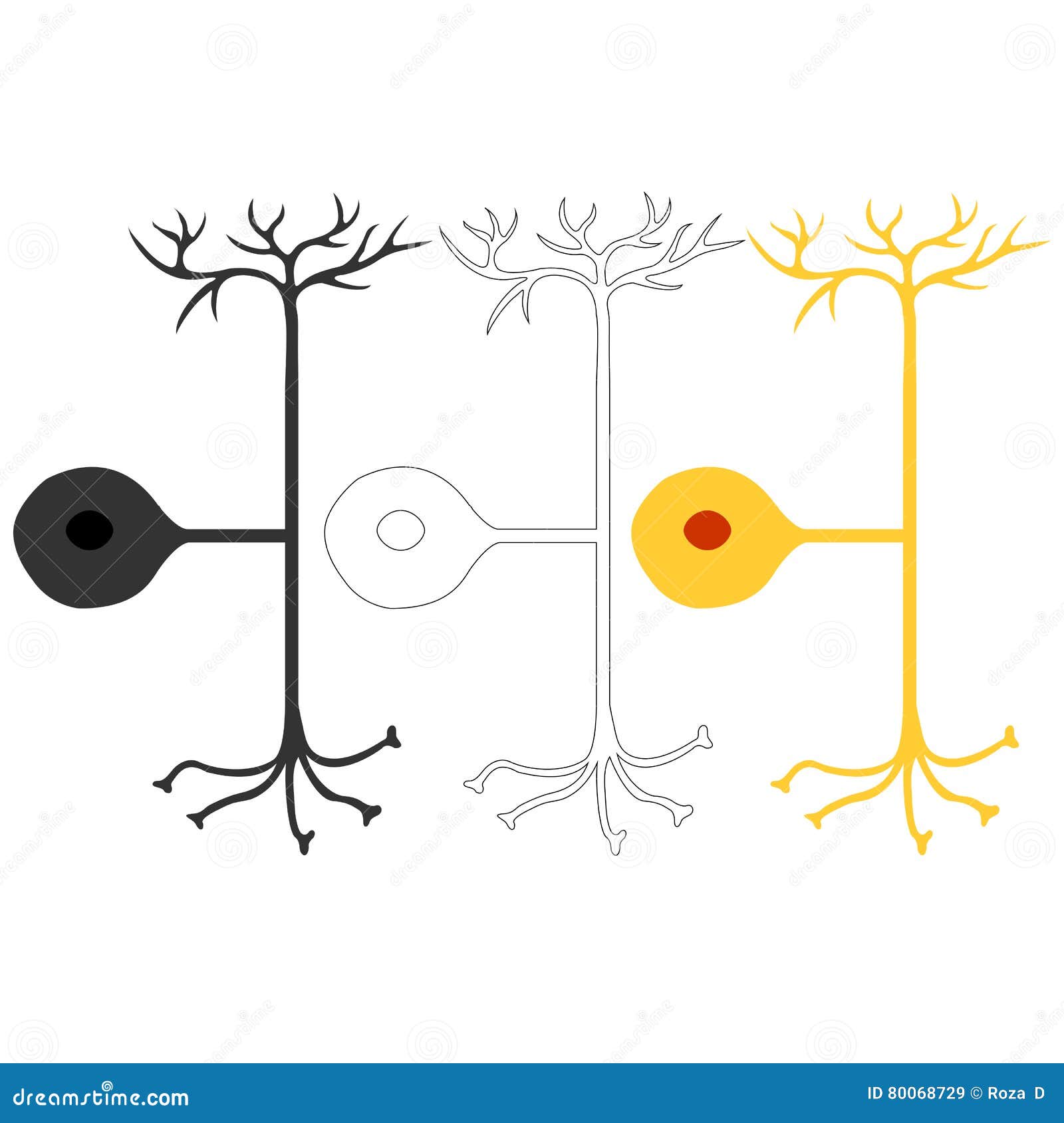 Pseudo-unipolar Neuron, Nerve Cells Neurons Stock Vector - Illustration ...