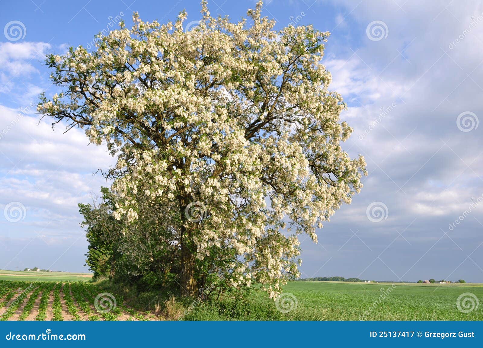 Pseudoacacia di Robinia immagine stock. Immagine di campo - 25137417