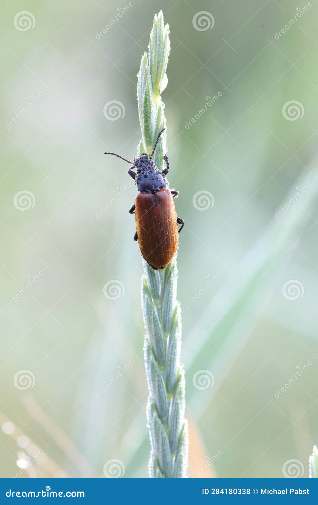 Pseudocistela Ceramboides Beetle in the Grass Stock Photo - Image of ...