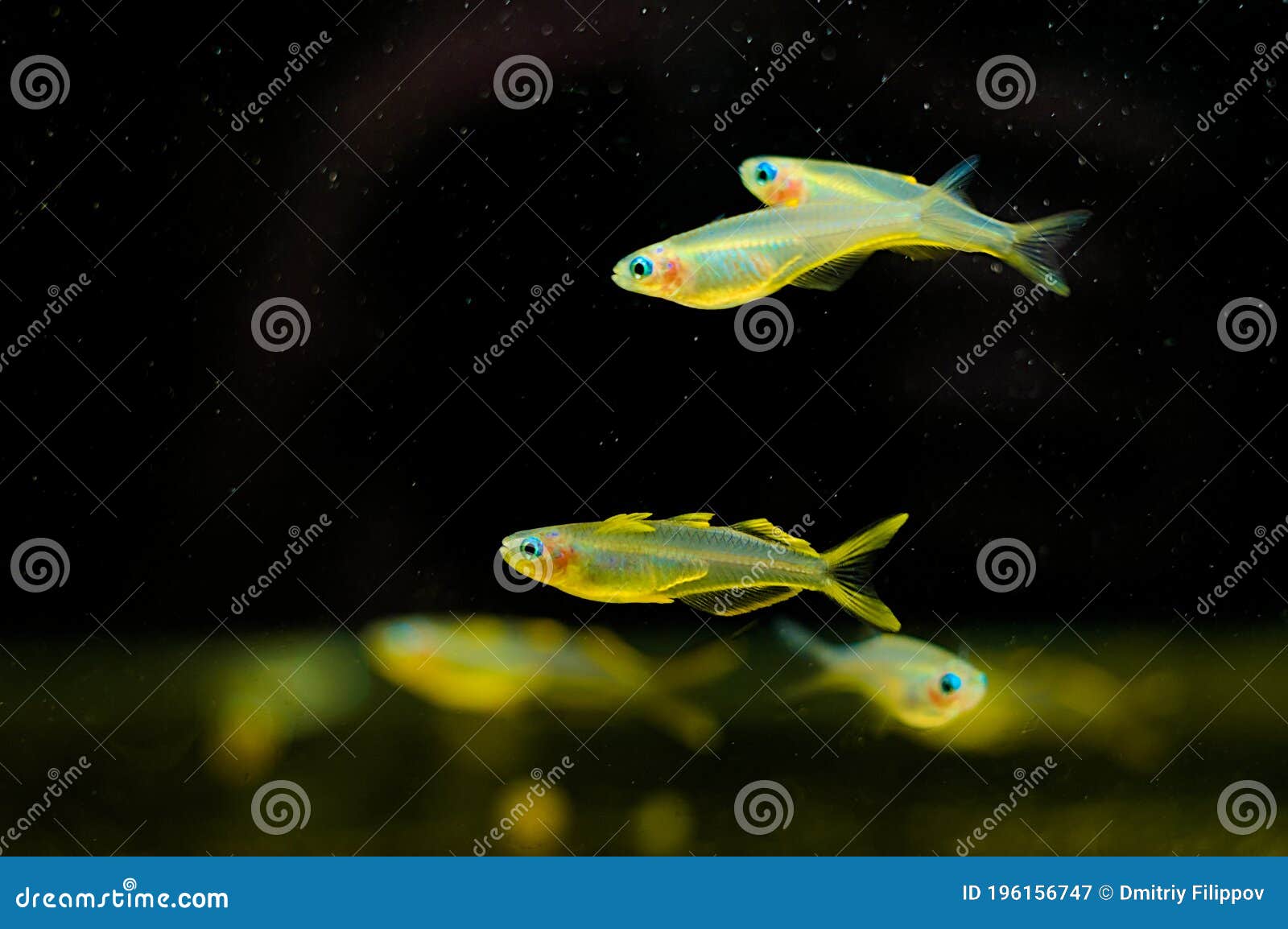 Pseudomugil Furcatus Tropical Fish in Aquarium Stock Image - Image of ...