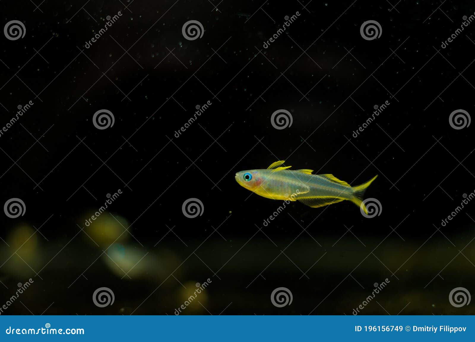 Pseudomugil Furcatus Tropical Fish in Aquarium Stock Image - Image of ...