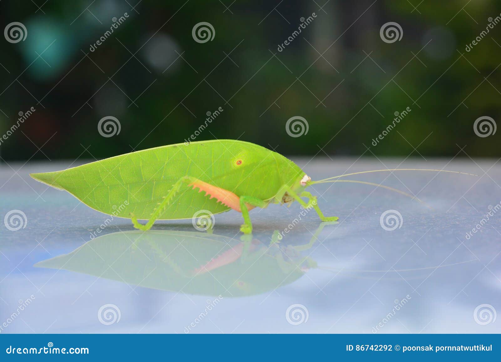 Pseudophyllus Titans or Giant Leaf Katydid Giant Leaf Bug Stock Photo ...