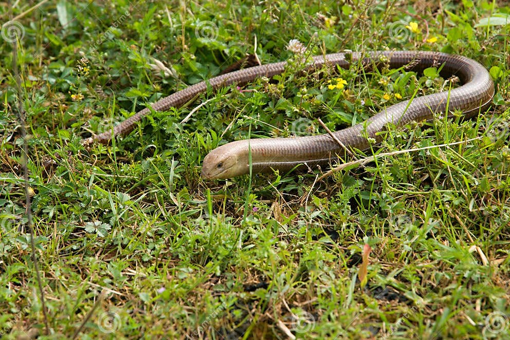 Pseudopus apodus stock image. Image of snake, lizard - 33147667